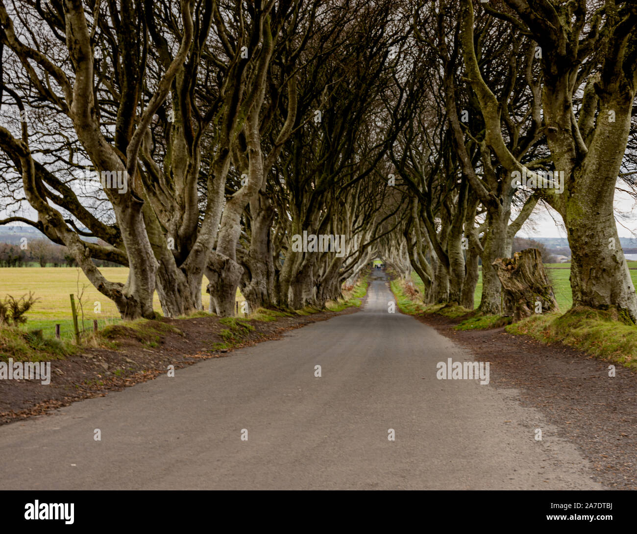 Causeway coastal road trees hi-res stock photography and images - Alamy