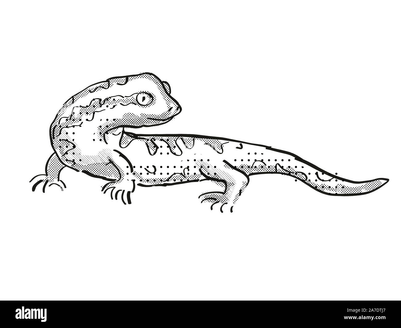 Gecko Drawing Template
