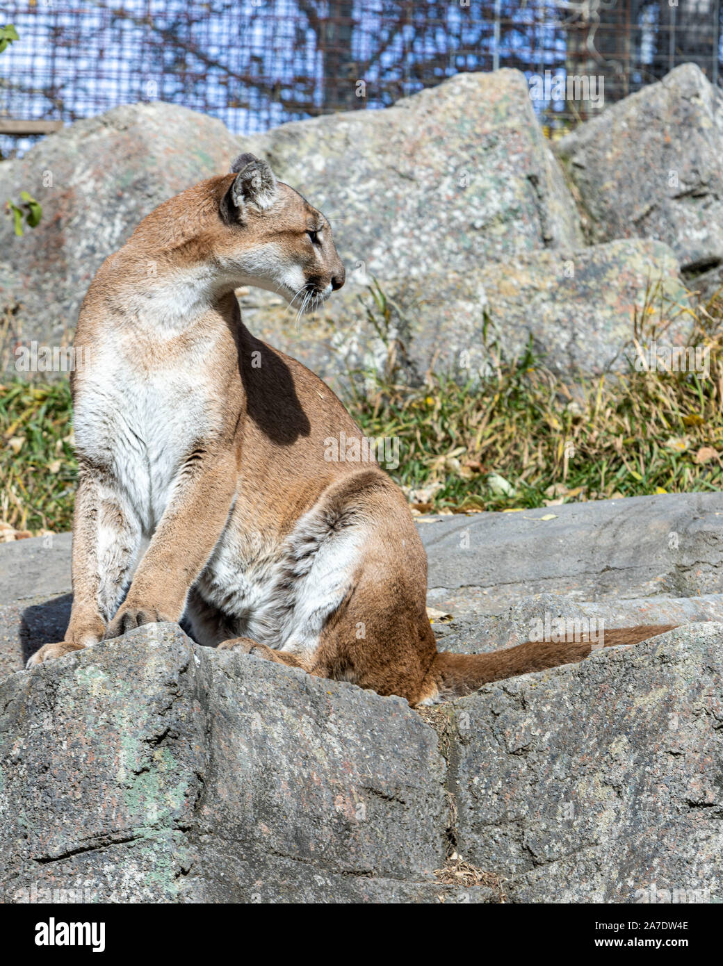 Puma concolor cougar hi-res stock photography and images - Alamy