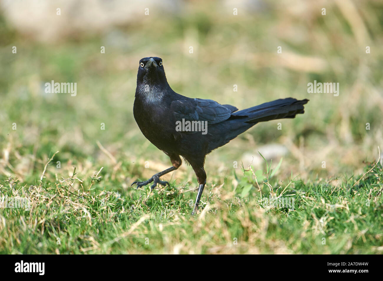 Male Boat-tailed Grackle (Quiscalus major) along edge of Lake Chapala ...