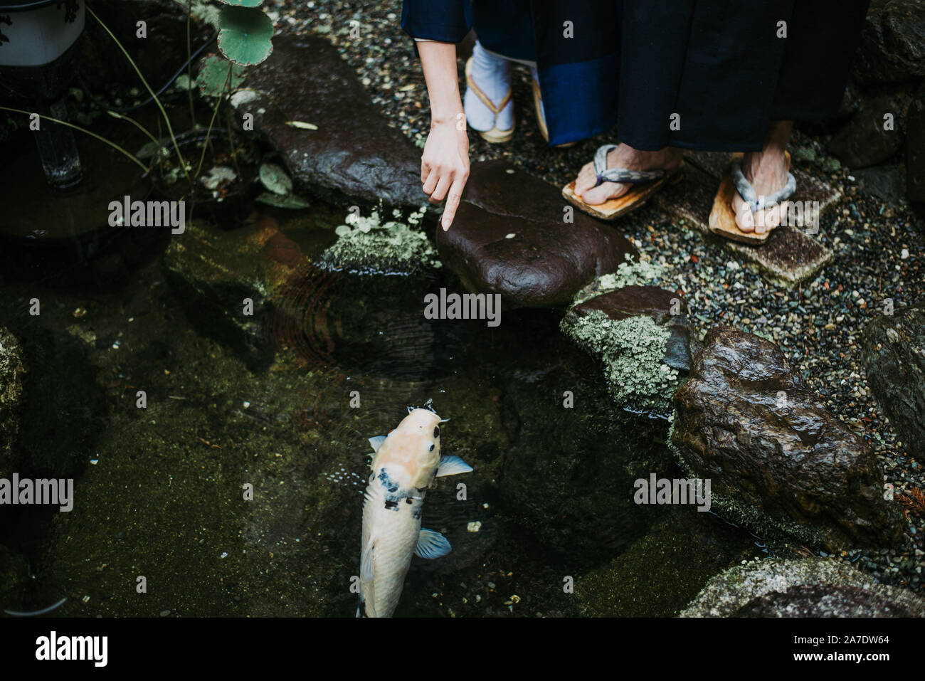 Big koi fish in a japanese garden Stock Photo - Alamy