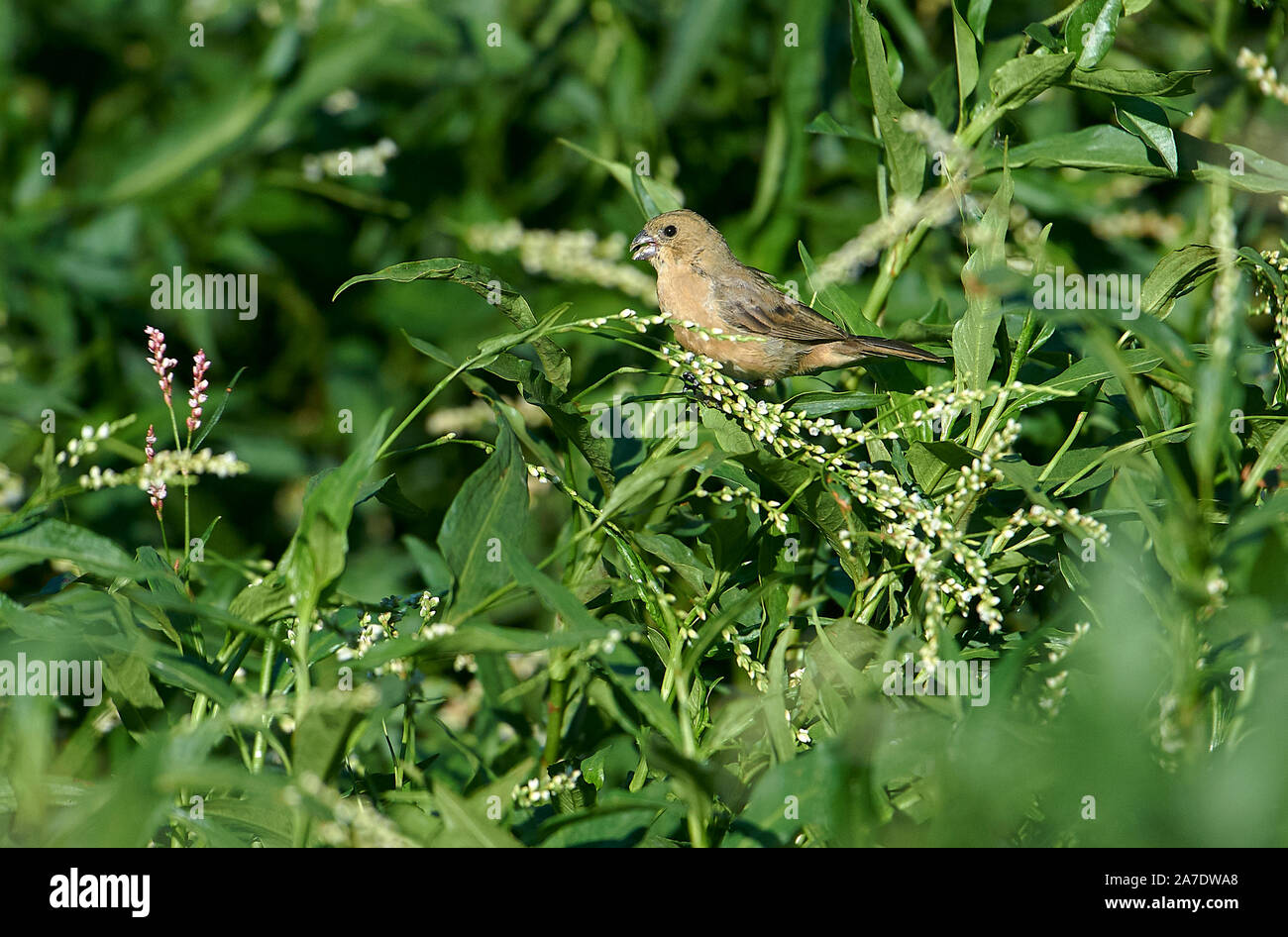 Female White-collared Seedeater (Sporophila torqueola) (formerly ...
