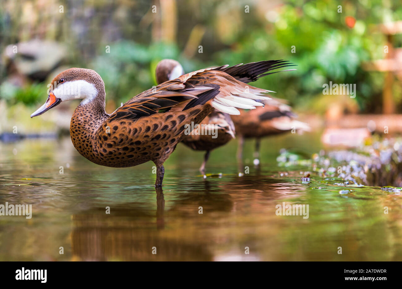 Summer duck hi-res stock photography and images - Alamy