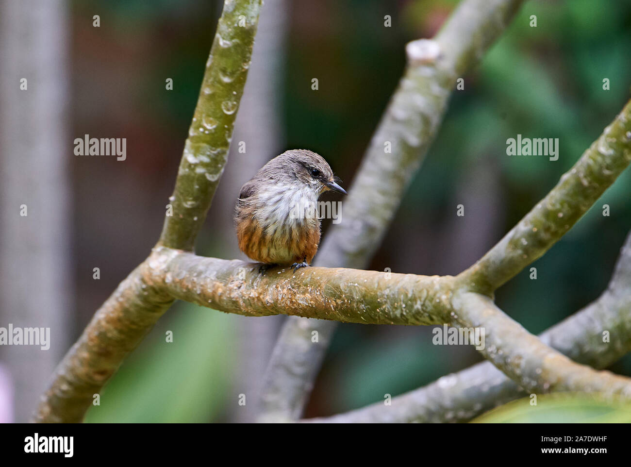 Female Vermilion Flycatcher (Pyrocephalus rubinus), San Juan Cosala ...