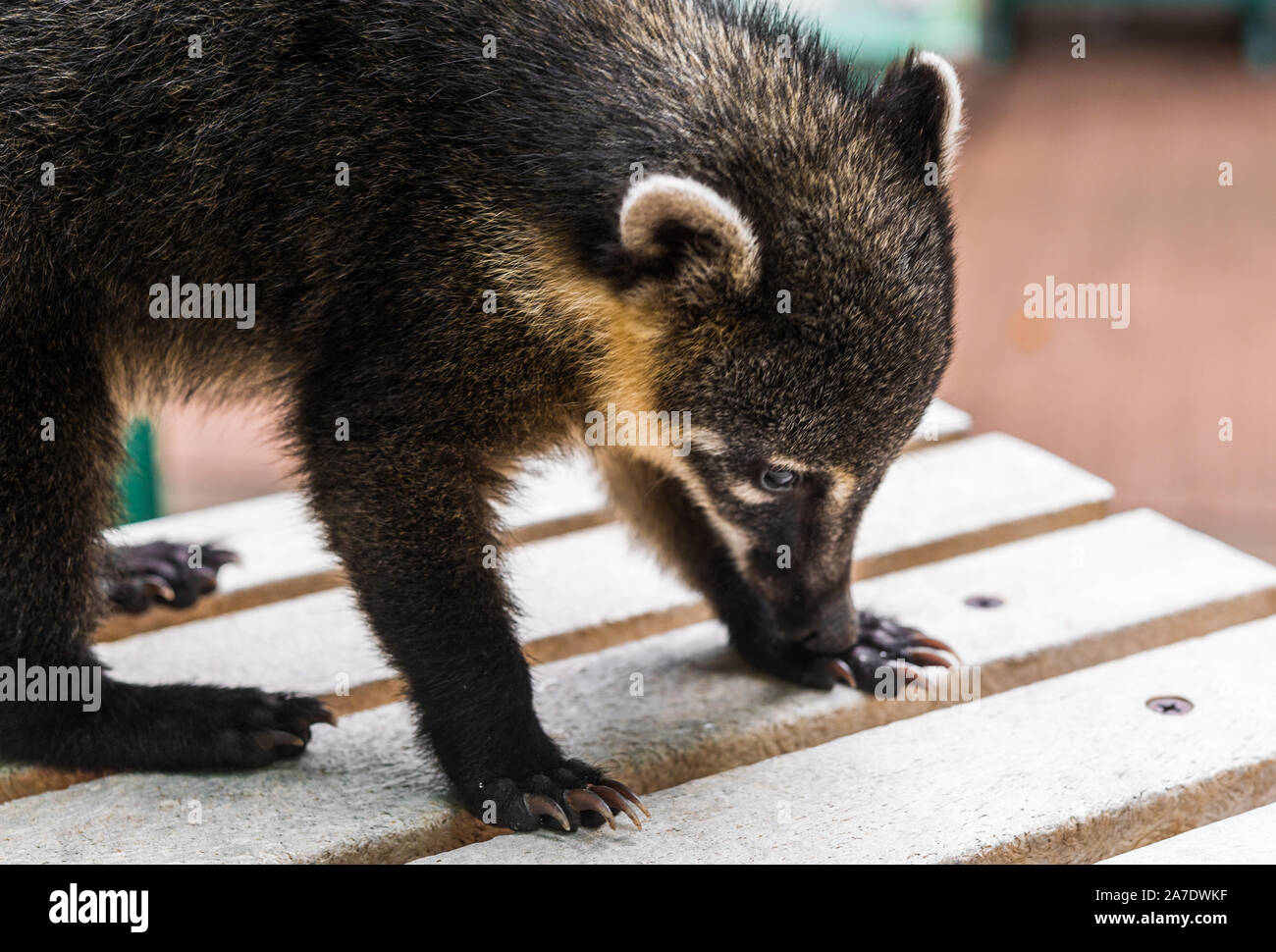 Coati in Iguazu Falls national park, Argentina Stock Photo - Alamy
