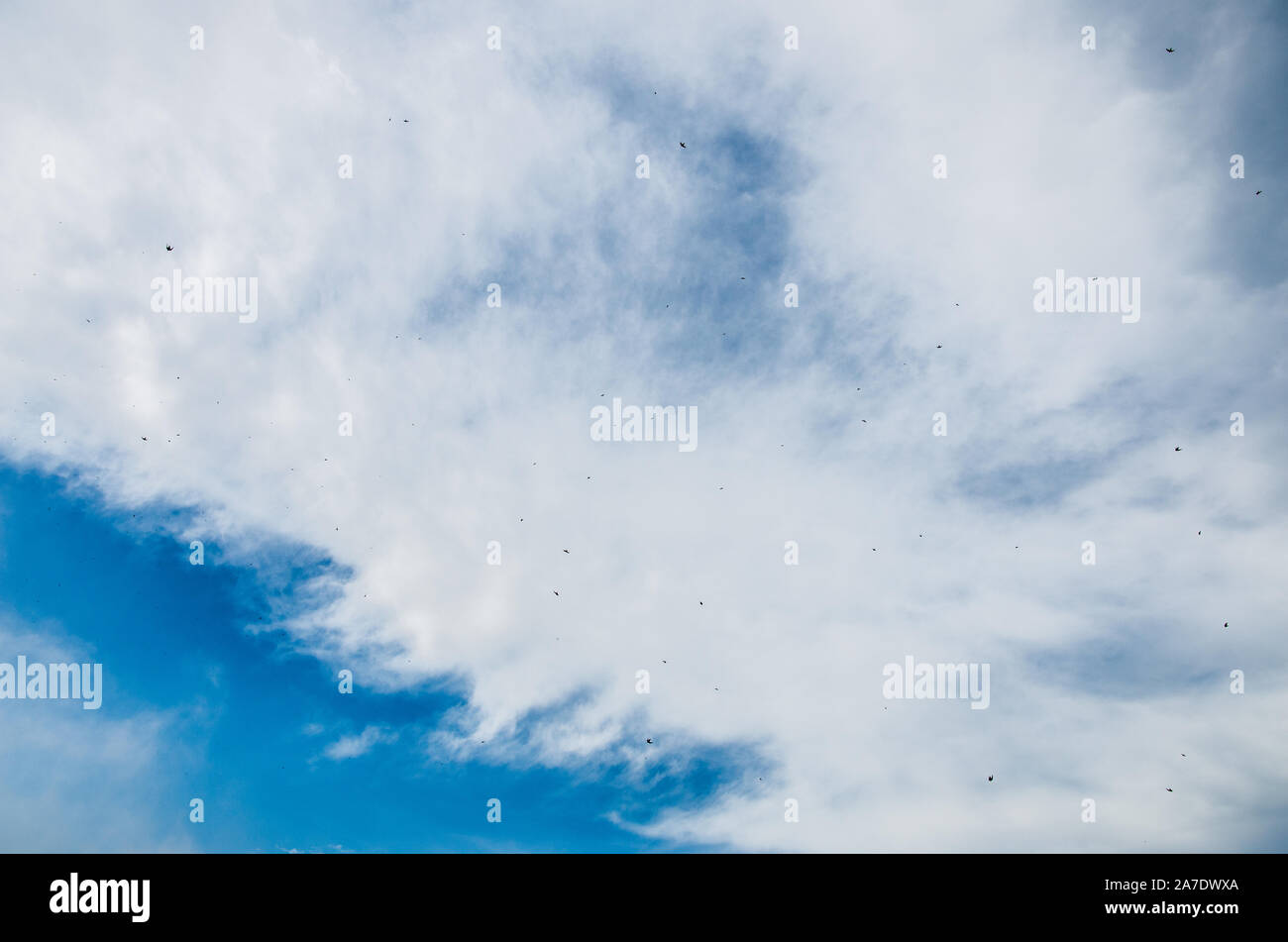 Abstract skyscape background with white cumulus clouds with flying ...