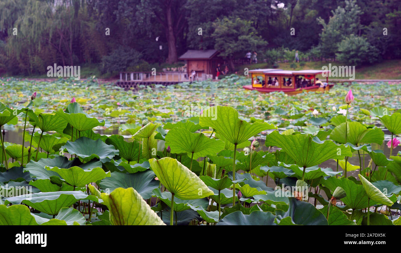 Zizhuyuan Park, Beijing China Stock Photo - Alamy