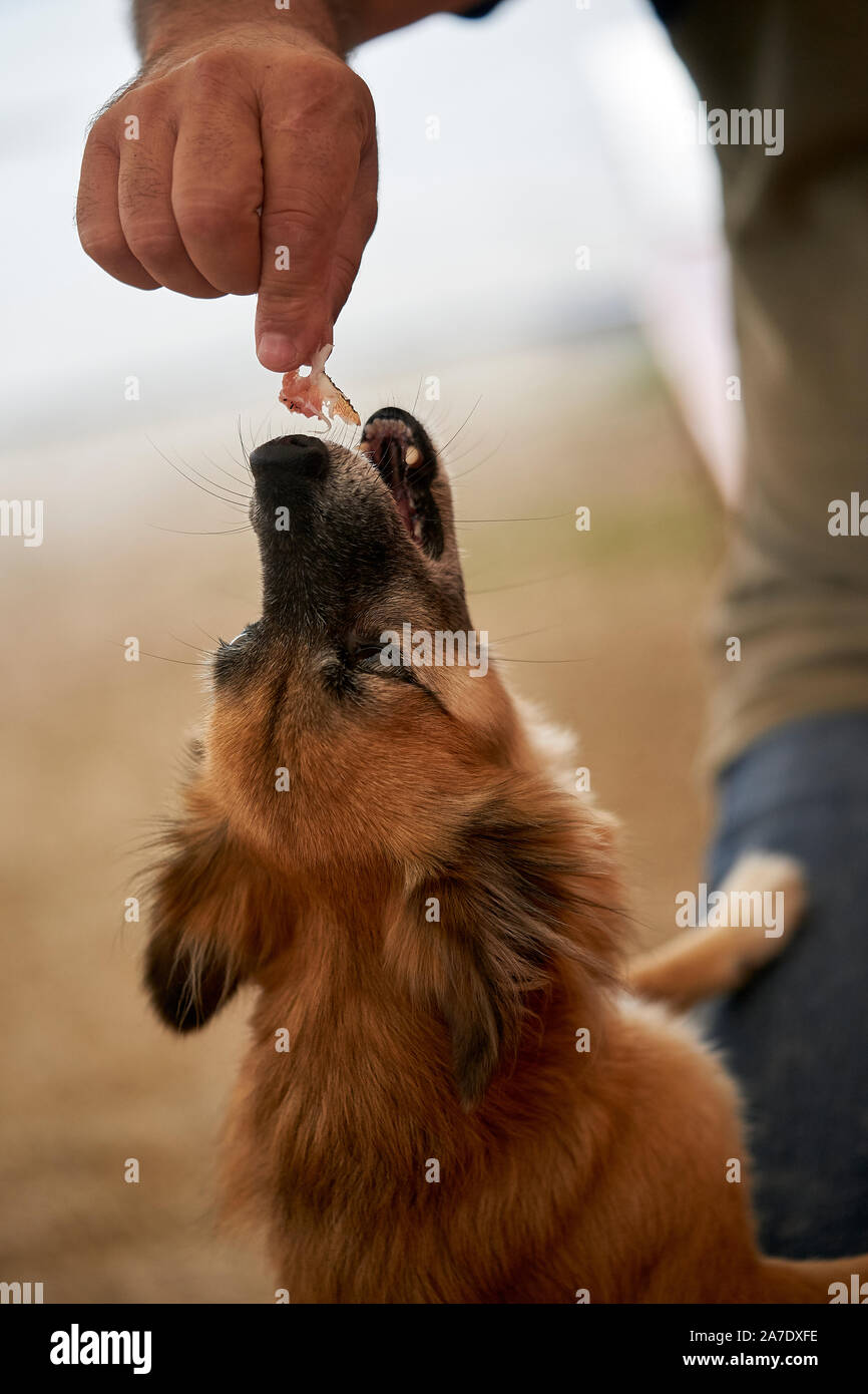 dog taking a piece of ham Stock Photo - Alamy