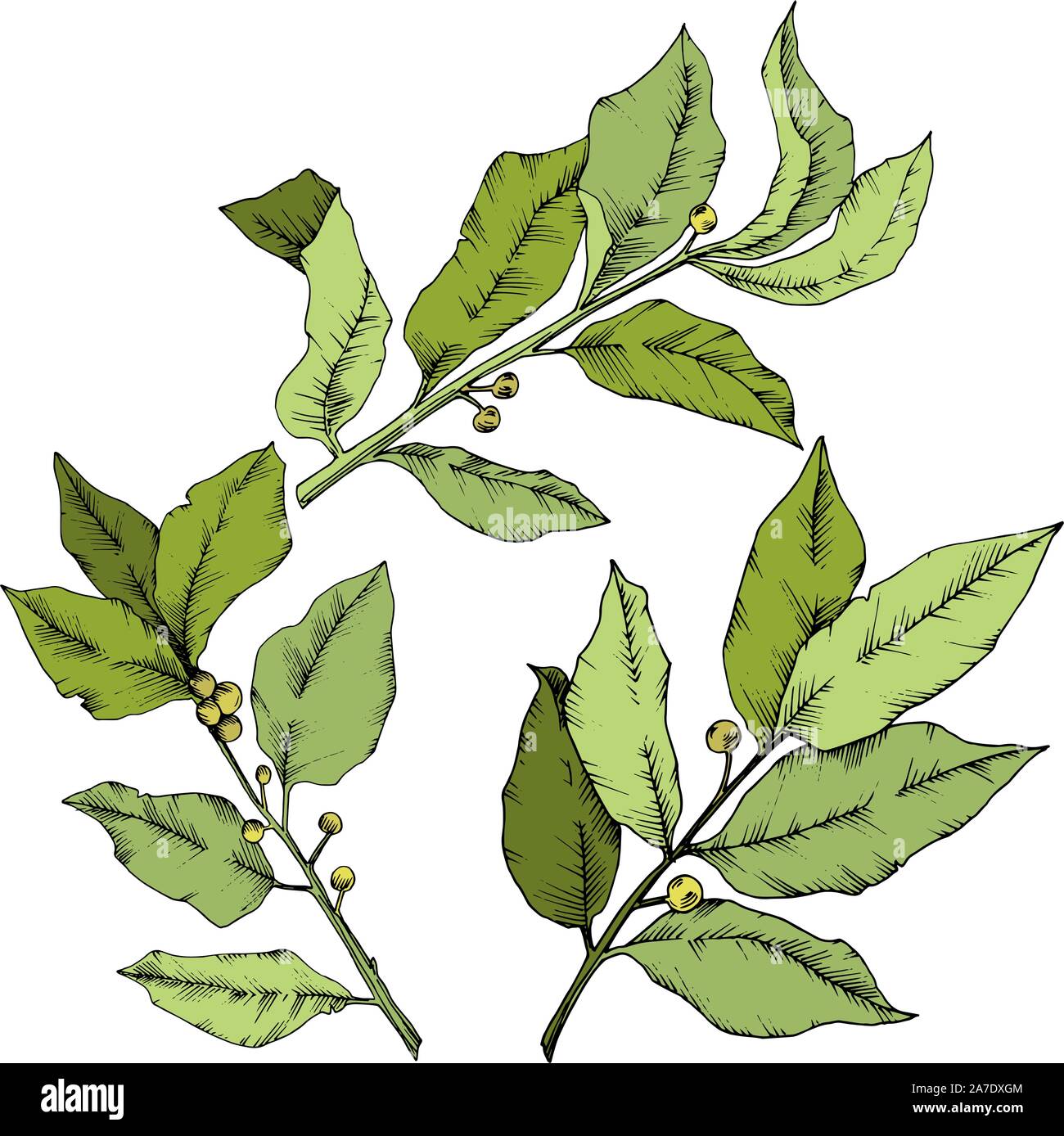 Vector green laurus leaf. Leaf plant botanical garden floral foliage ...