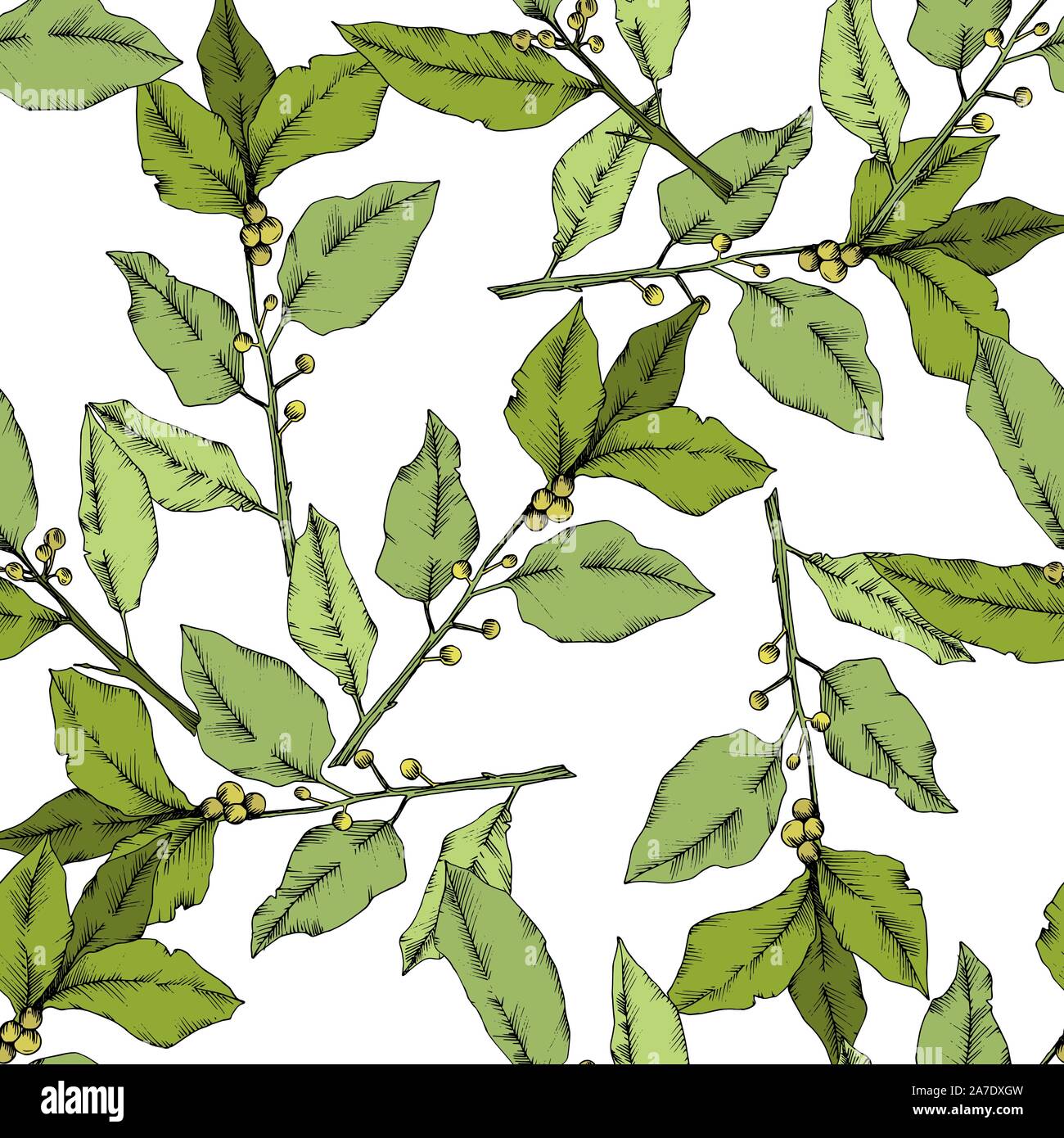 Vector green laurus leaf. Leaf plant botanical garden floral foliage ...