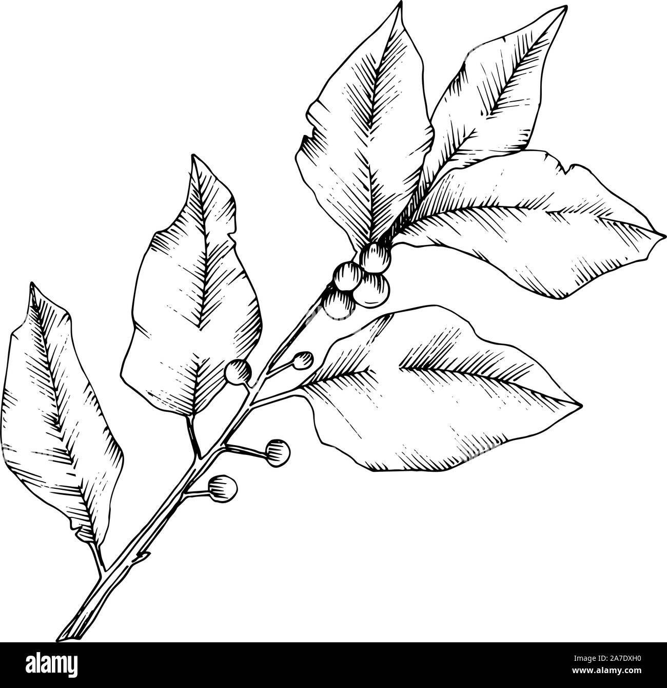 Vector laurus leaf. Leaf plant botanical garden floral foliage ...