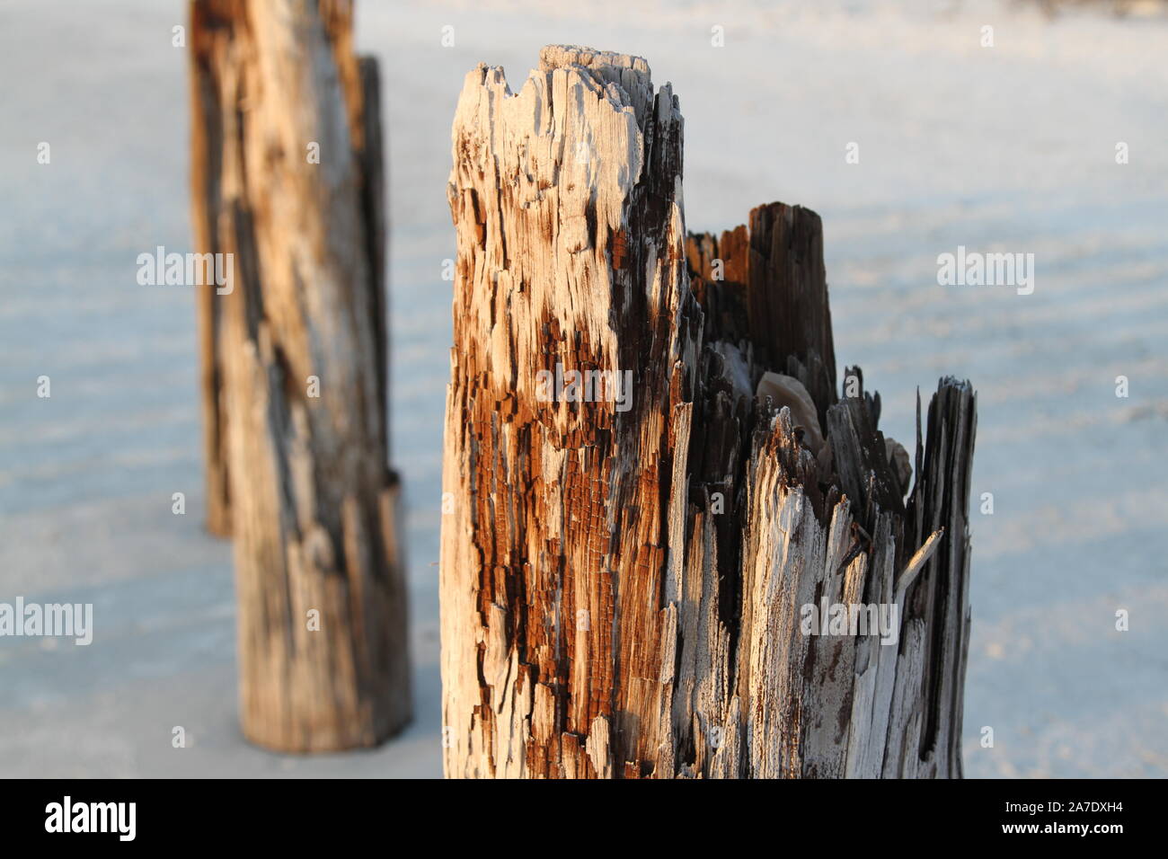 Rotting logs hi-res stock photography and images - Alamy