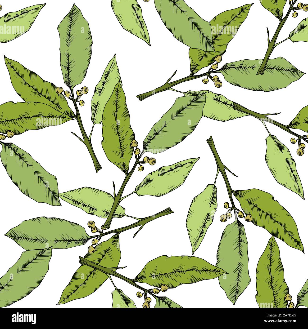 Vector green laurus leaf. Leaf plant botanical garden floral foliage ...