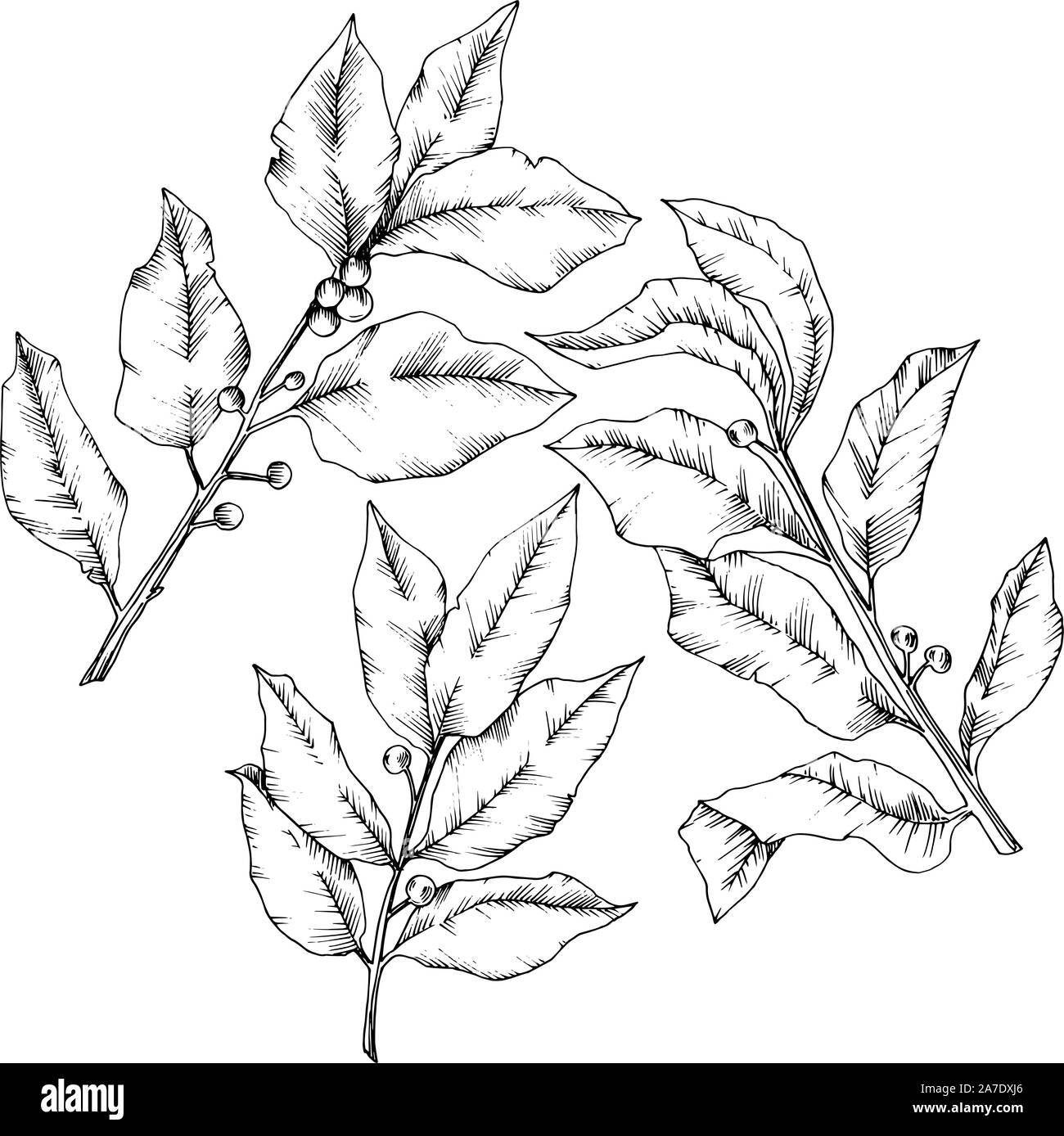 Vector laurus leaf. Leaf plant botanical garden floral foliage ...