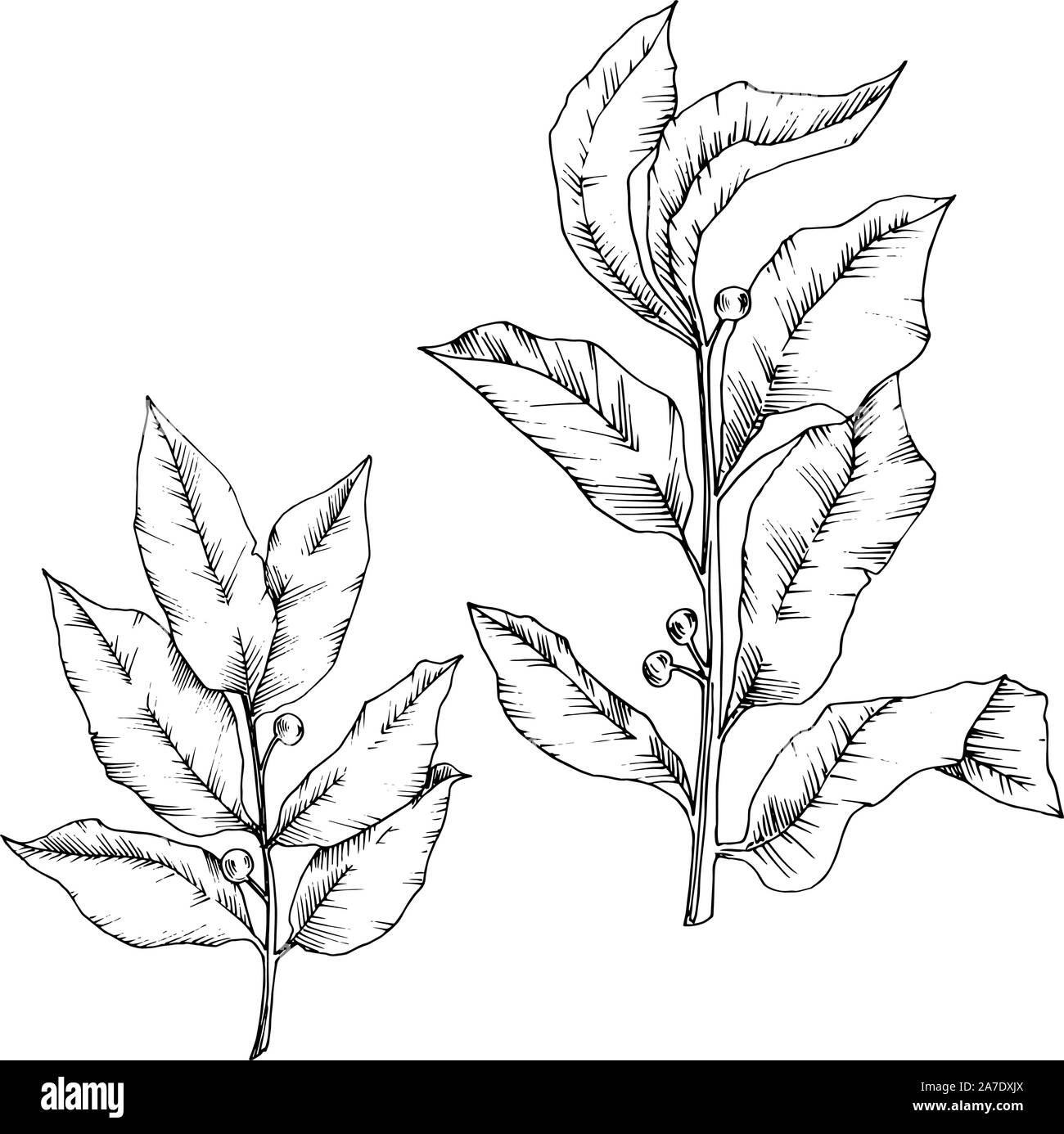 Vector laurus leaf. Leaf plant botanical garden floral foliage ...