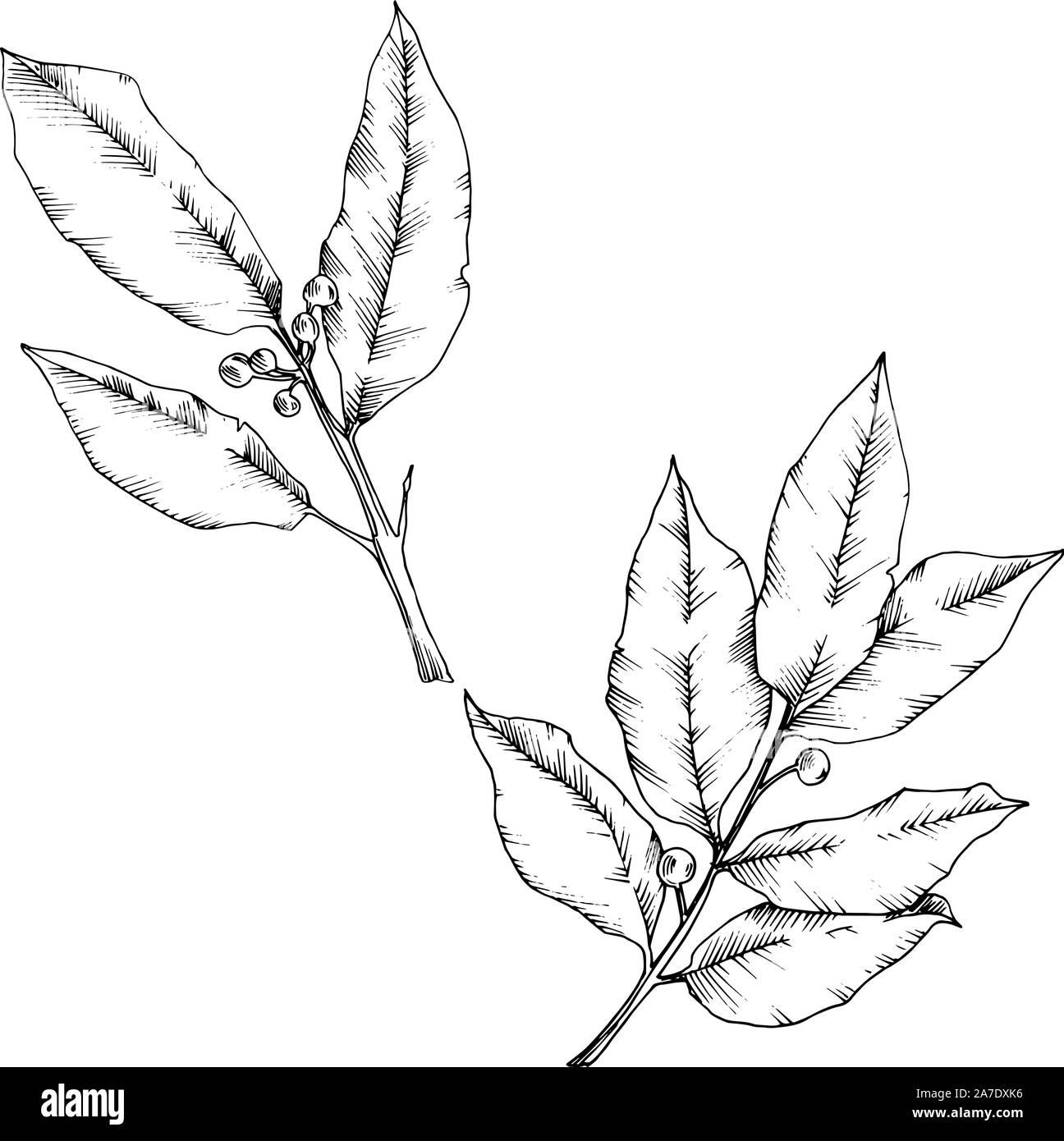 Vector laurus leaf. Leaf plant botanical garden floral foliage ...