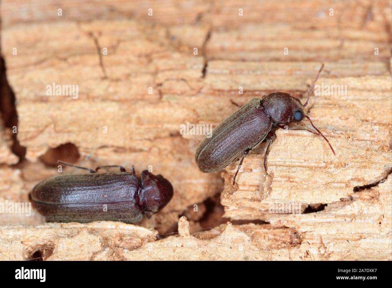 Woodboring beetle, wood borer, anobiidae on damaged wood, extreme close ...