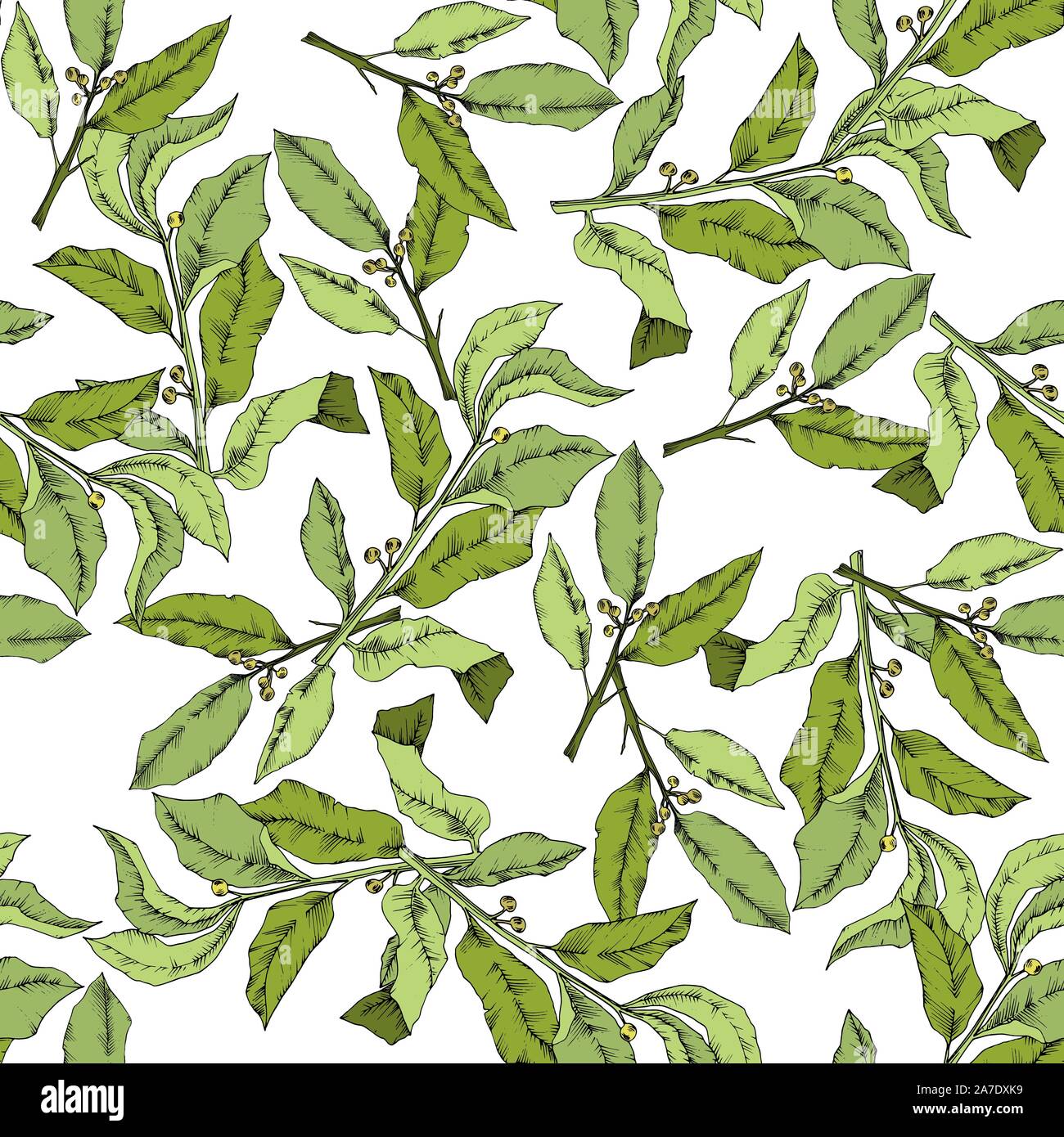 Vector green laurus leaf. Leaf plant botanical garden floral foliage ...