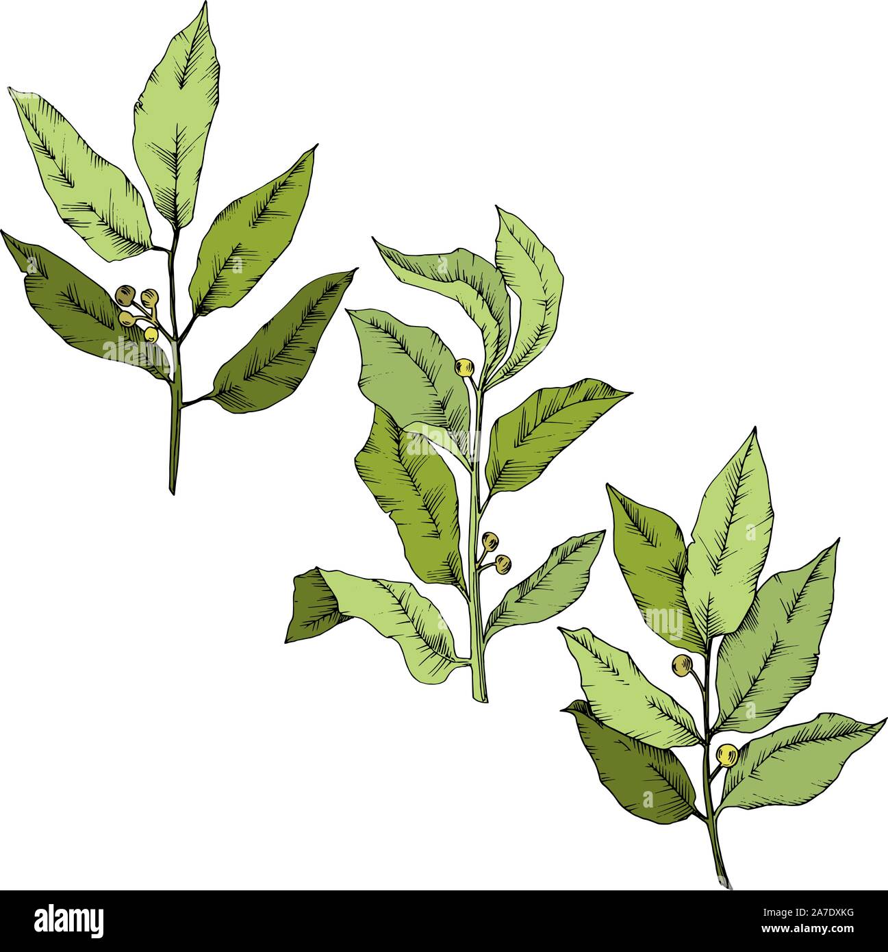Vector green laurus leaf. Leaf plant botanical garden floral foliage ...