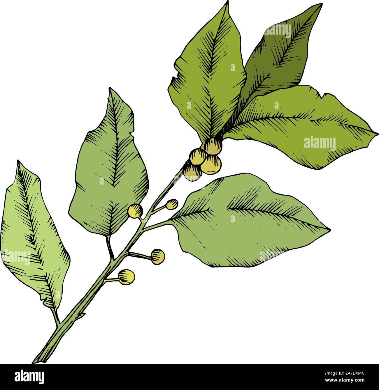 Vector green laurus leaf. Leaf plant botanical garden floral foliage ...