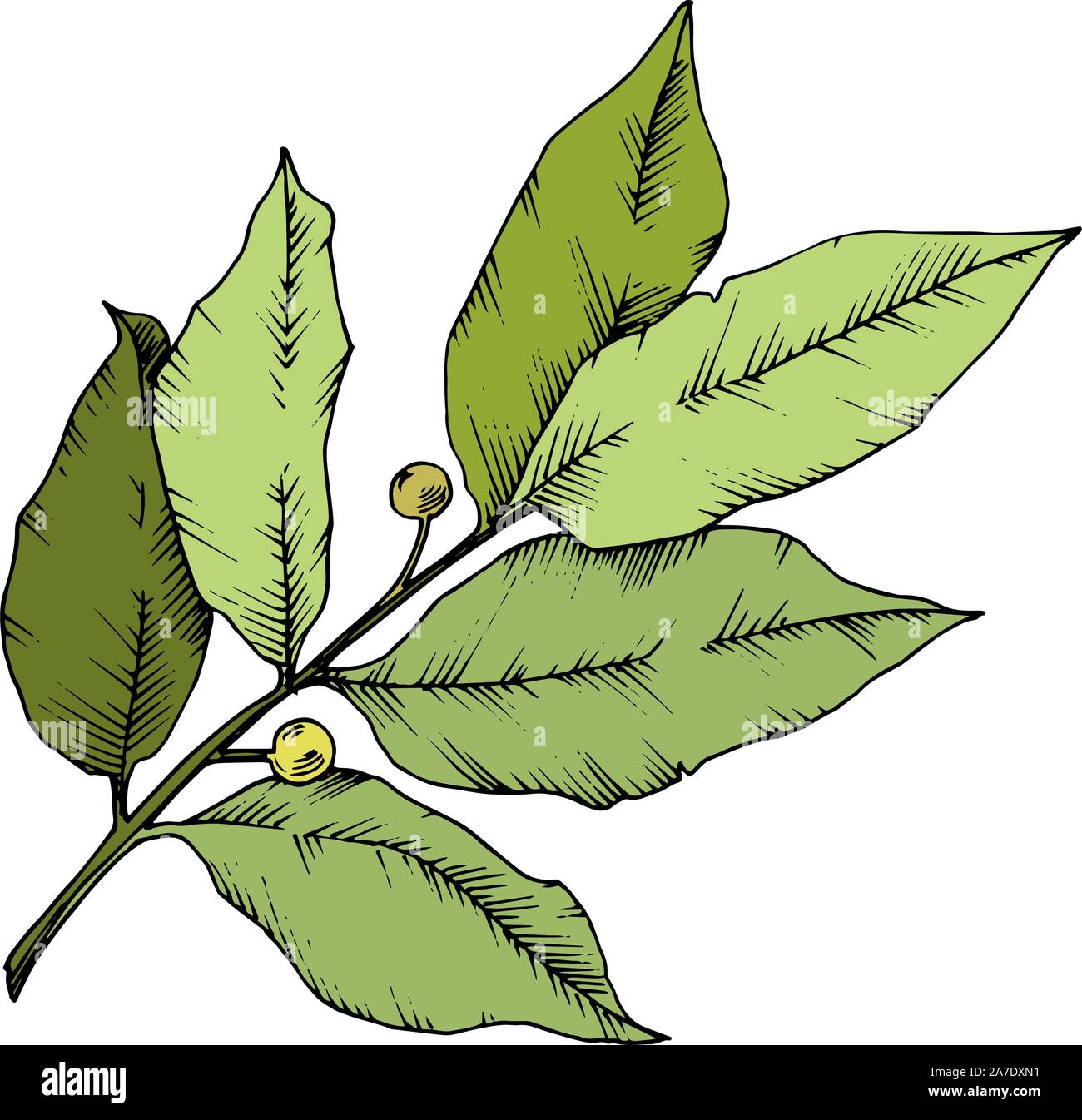Vector green laurus leaf. Leaf plant botanical garden floral foliage ...