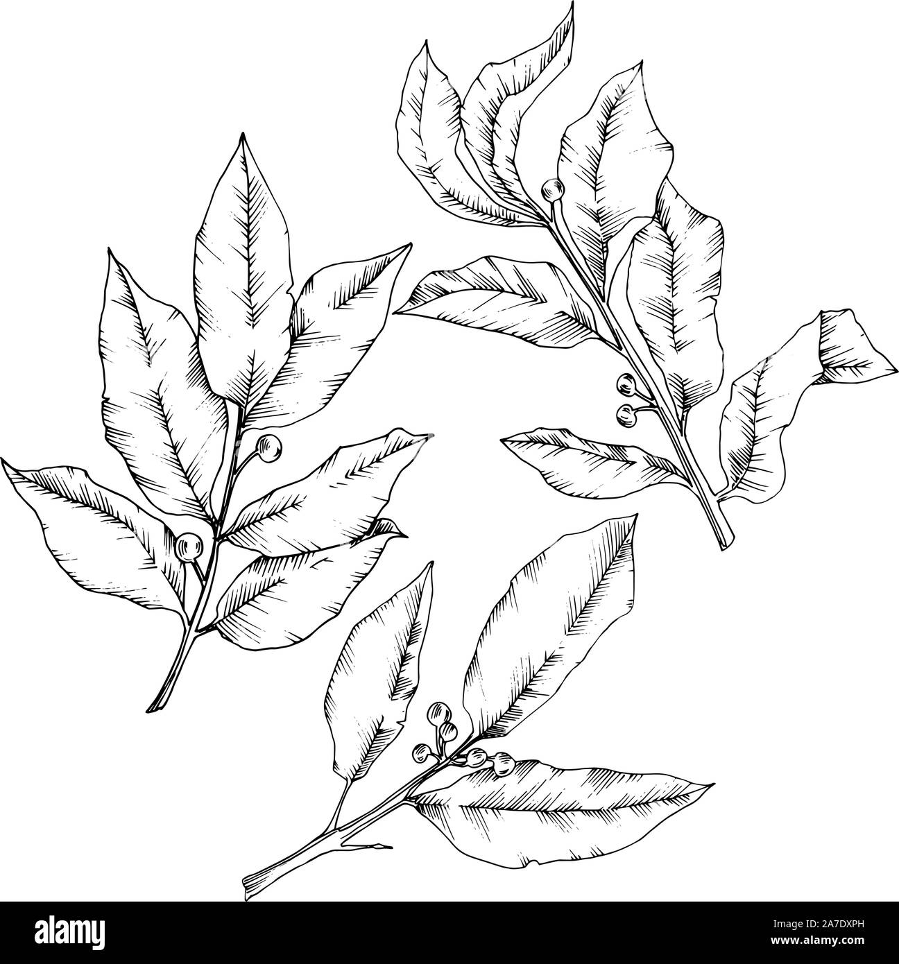 Vector laurus leaf. Leaf plant botanical garden floral foliage ...