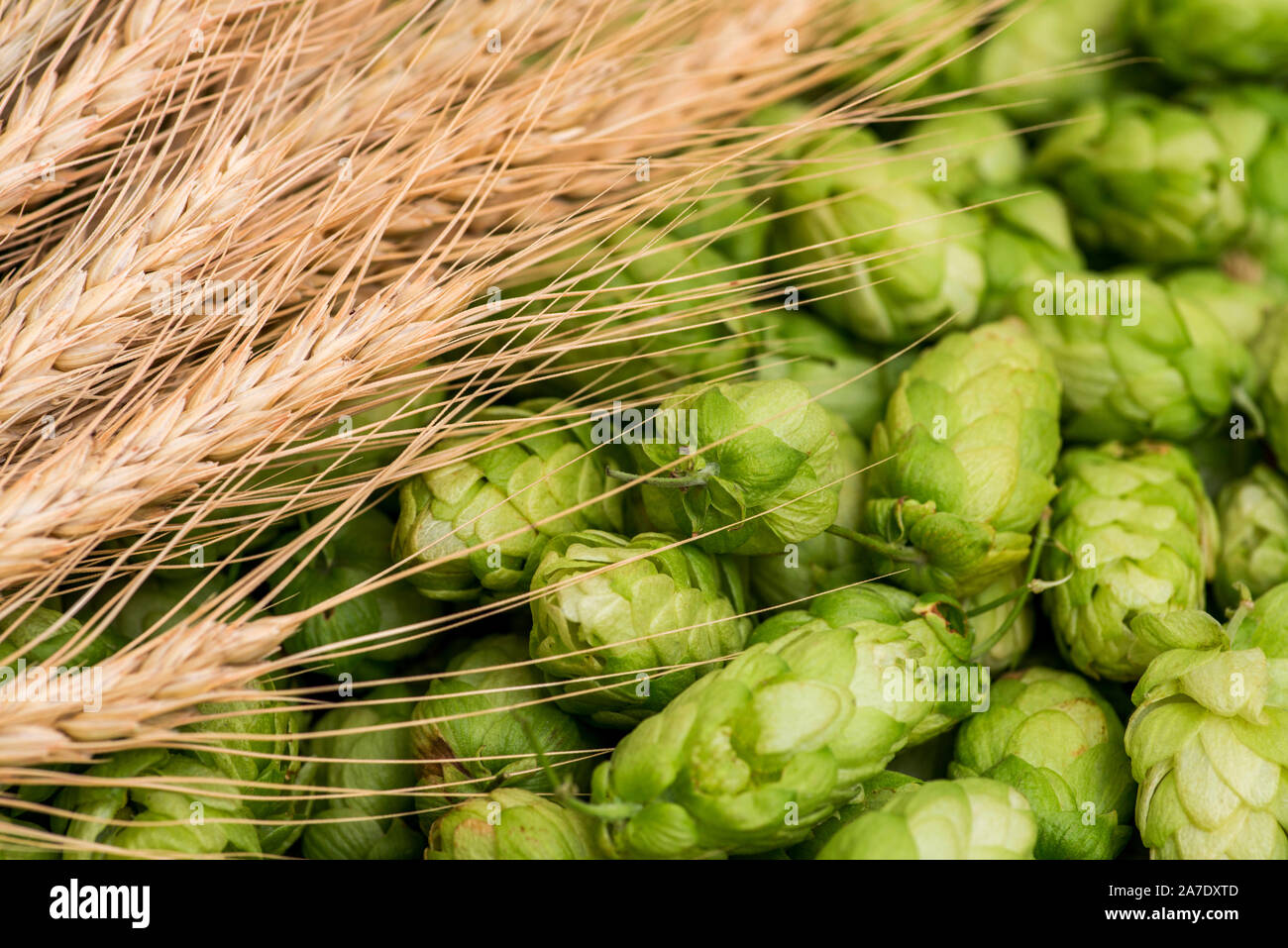 Fresh green hops and wheat spikes as background. Green hops, malt, ears ...