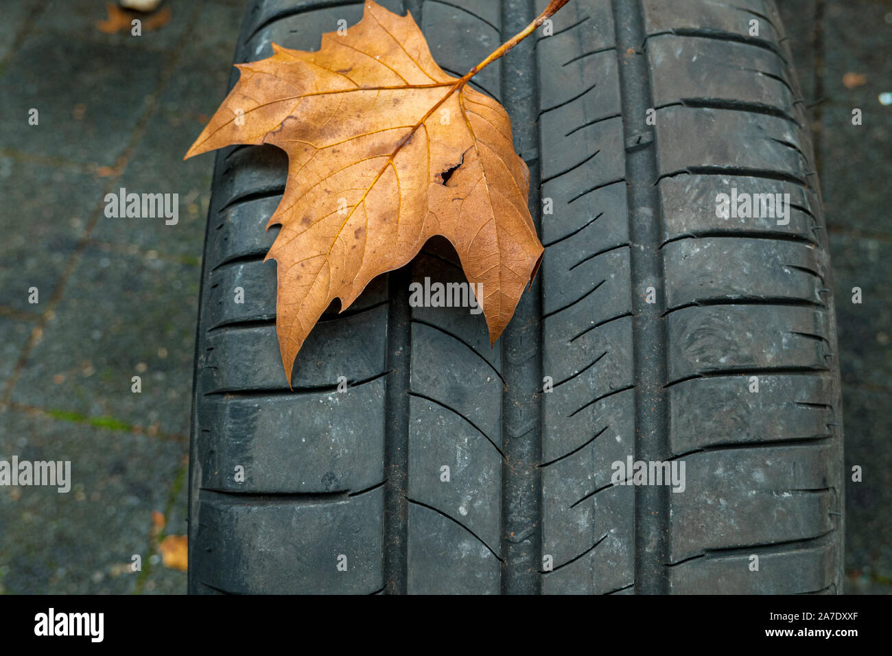 Tire tread leaf hi-res stock photography and images - Alamy