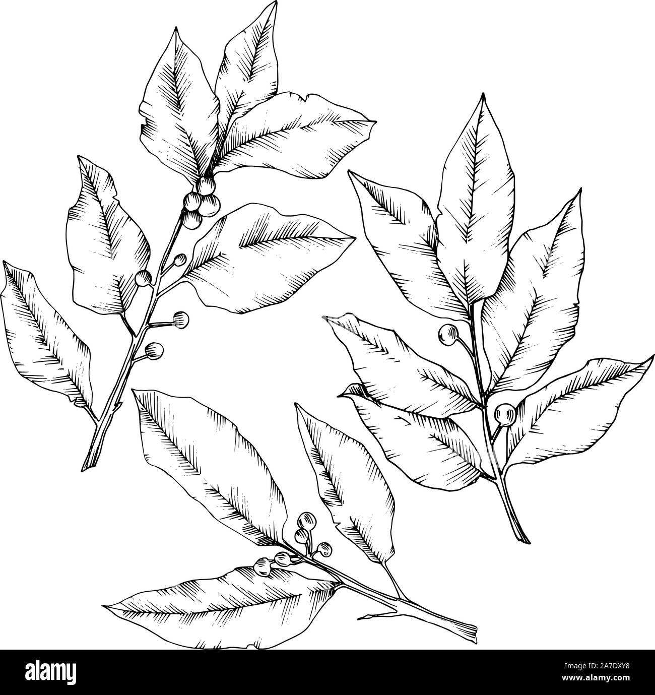 Vector laurus leaf. Leaf plant botanical garden floral foliage ...