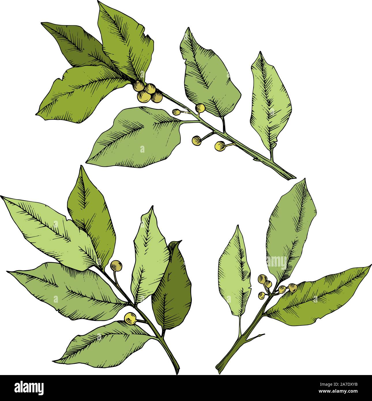 Vector green laurus leaf. Leaf plant botanical garden floral foliage ...