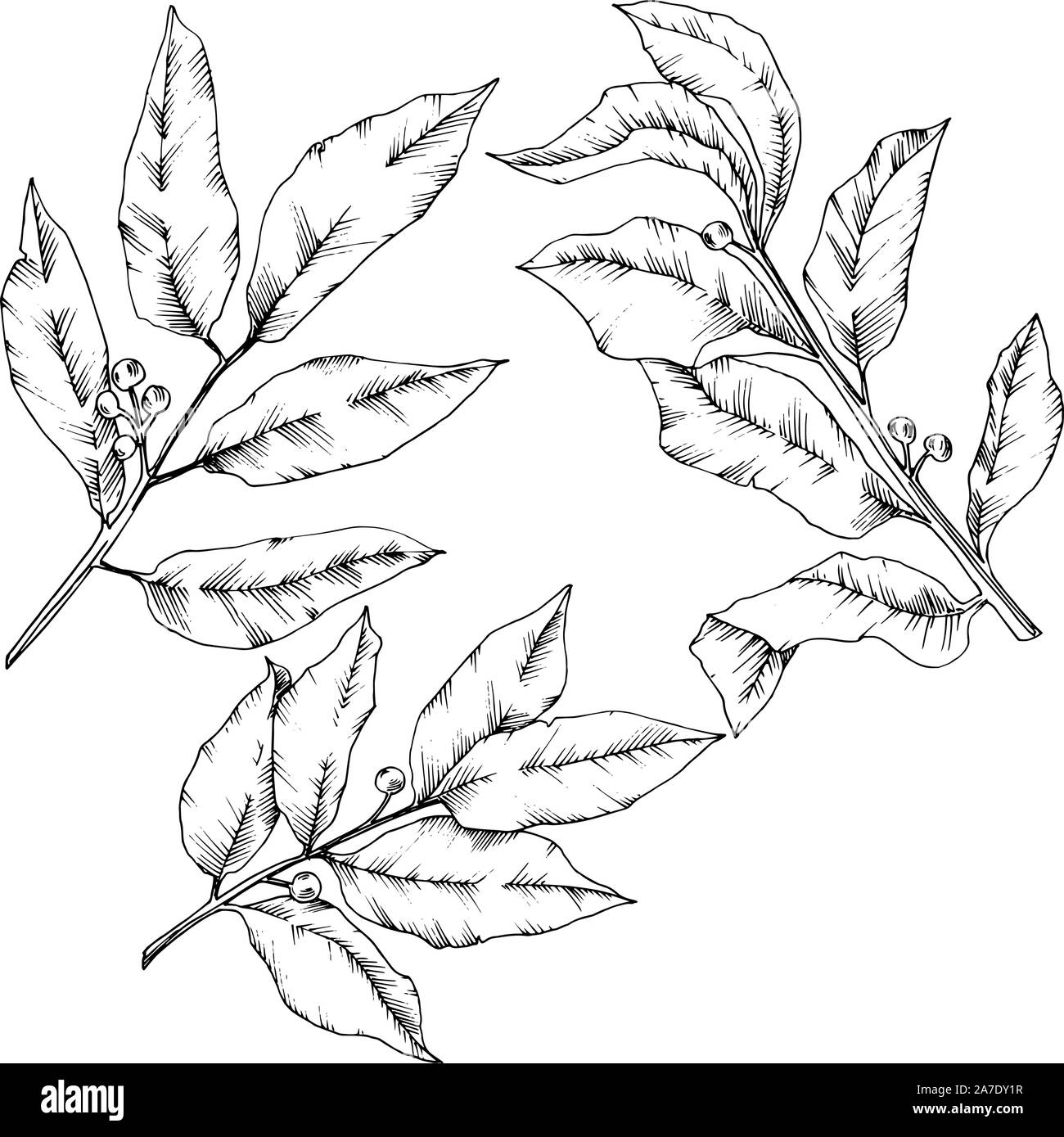 Vector laurus leaf. Leaf plant botanical garden floral foliage ...