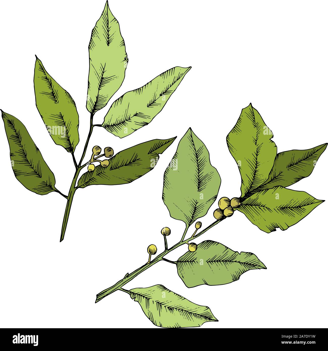 Vector green laurus leaf. Leaf plant botanical garden floral foliage ...