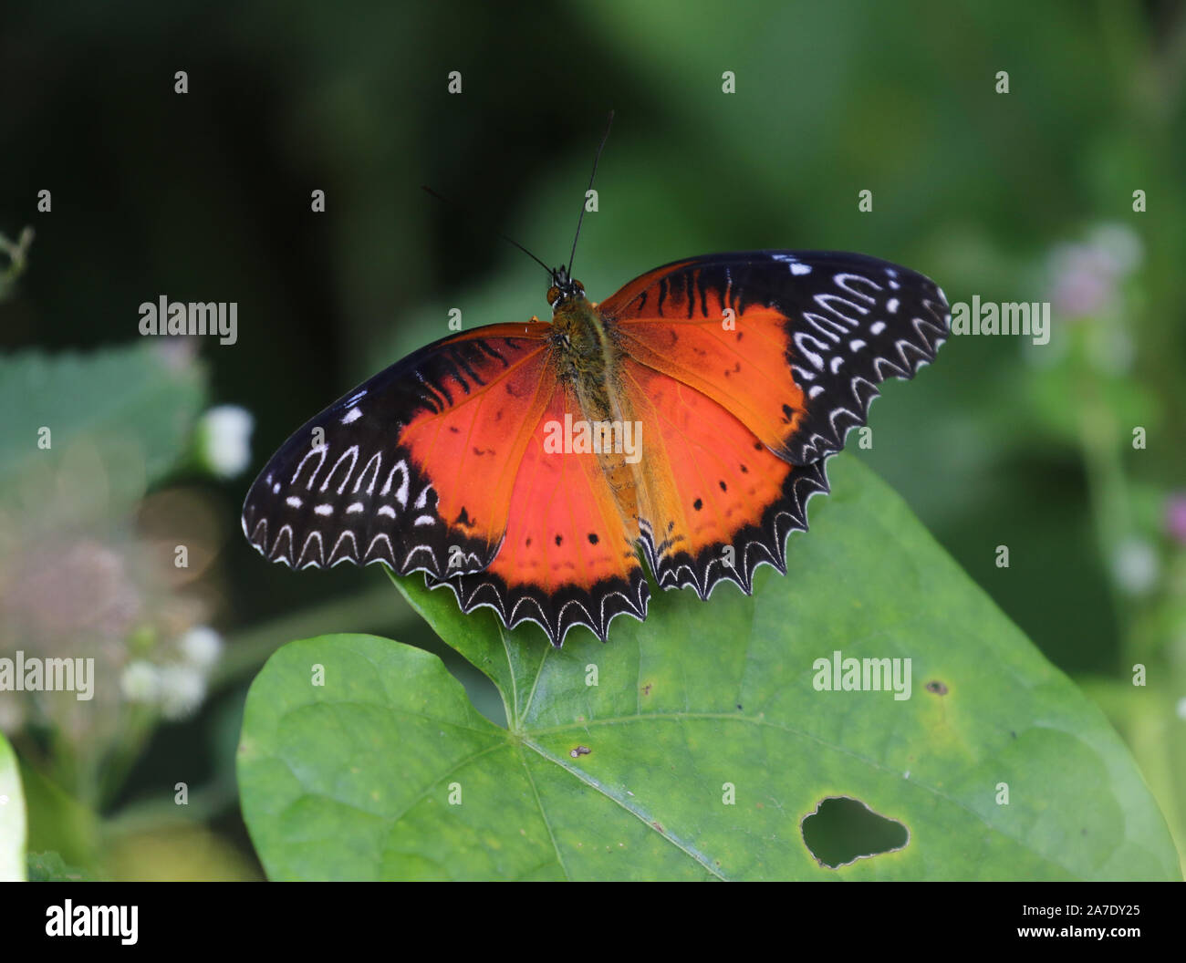 Himalayan butterfly hi-res stock photography and images - Alamy