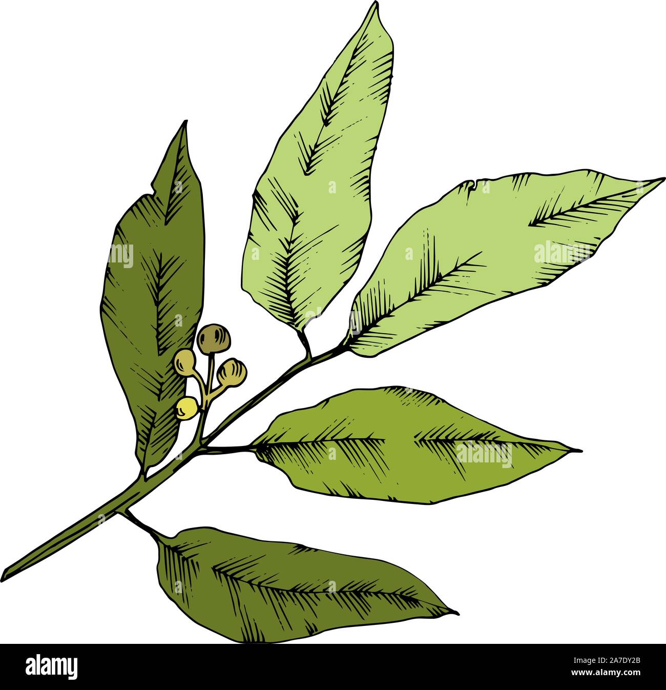 Vector green laurus leaf. Leaf plant botanical garden floral foliage ...