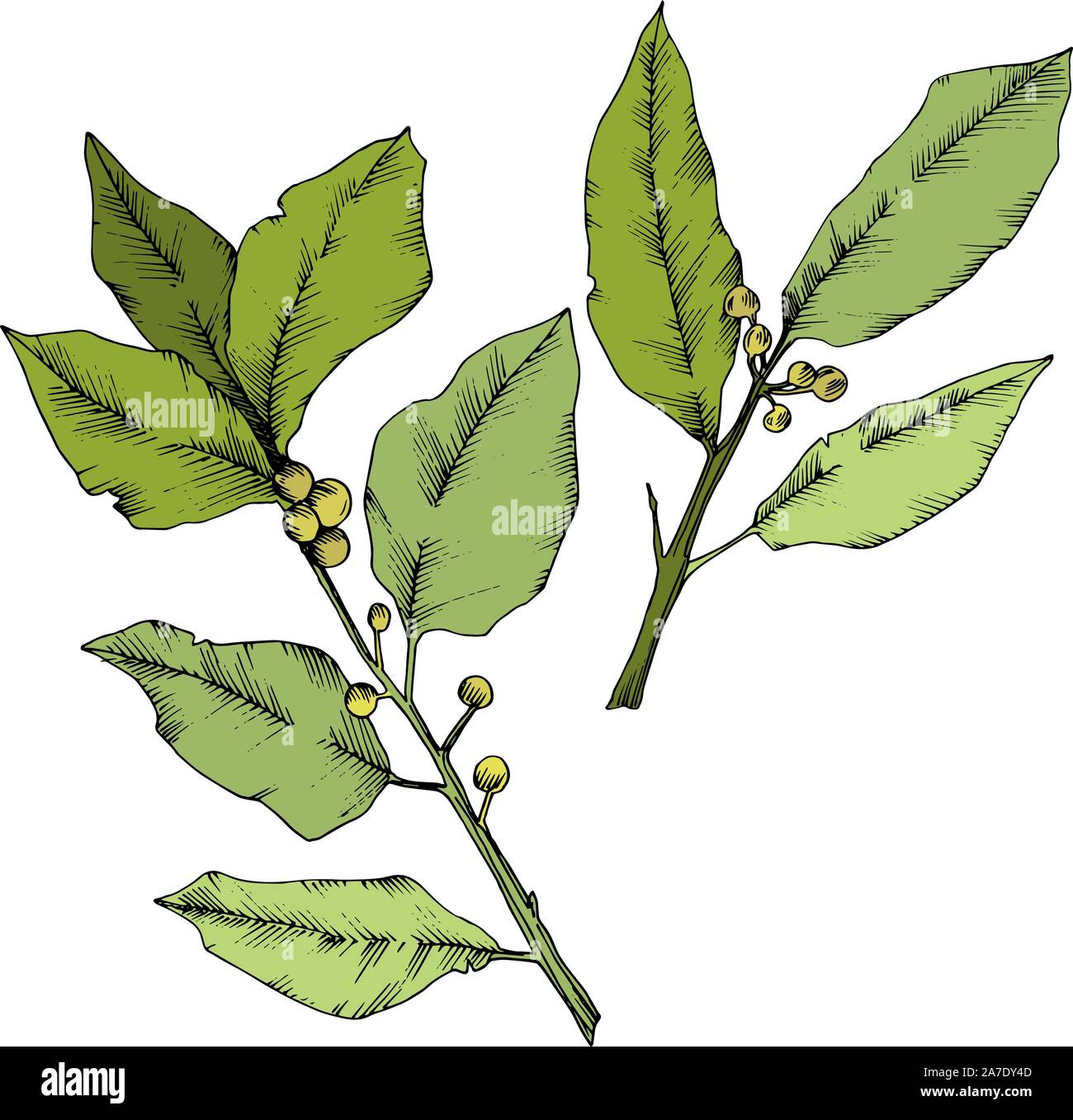 Vector green laurus leaf. Leaf plant botanical garden floral foliage ...