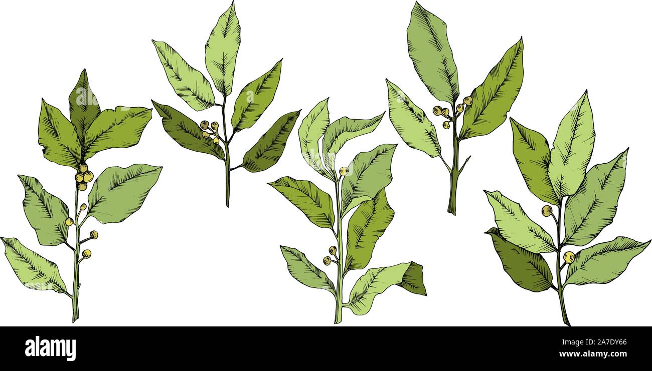 Vector green laurus leaf. Leaf plant botanical garden floral foliage ...