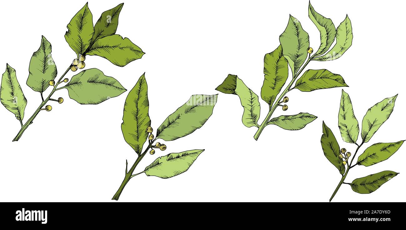 Vector green laurus leaf. Leaf plant botanical garden floral foliage ...