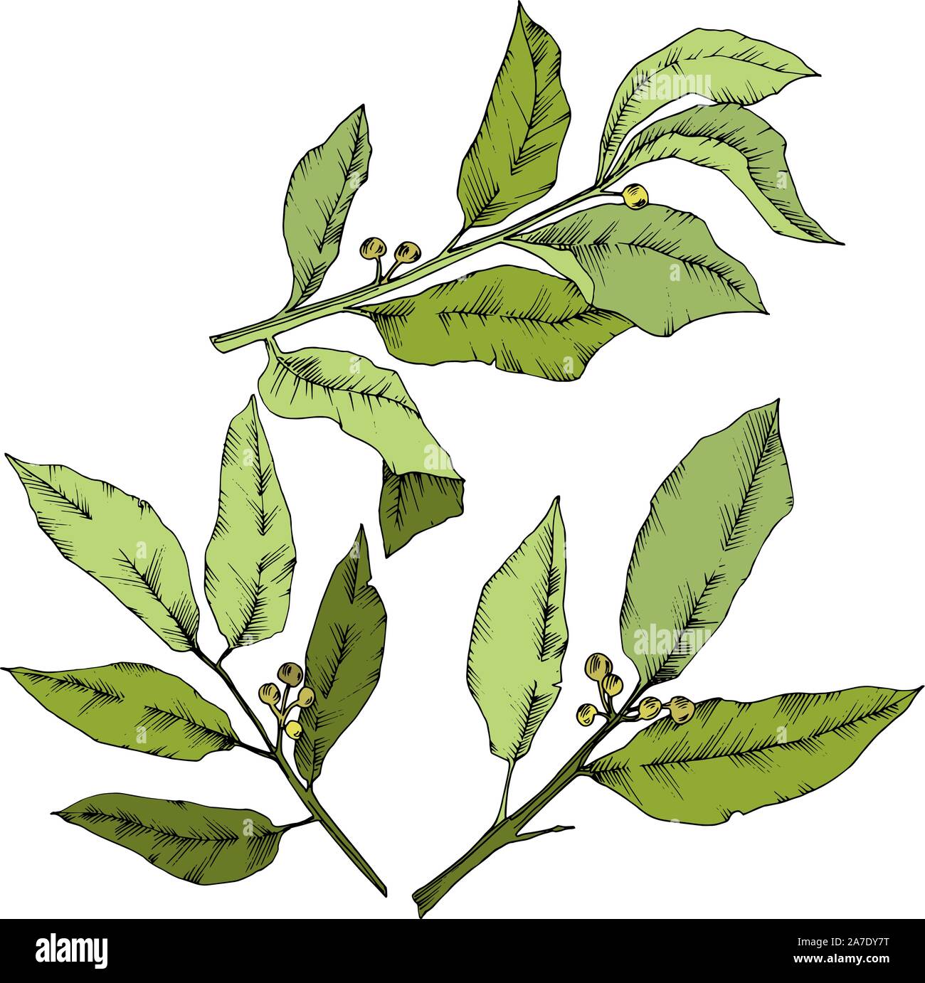 Vector green laurus leaf. Leaf plant botanical garden floral foliage ...