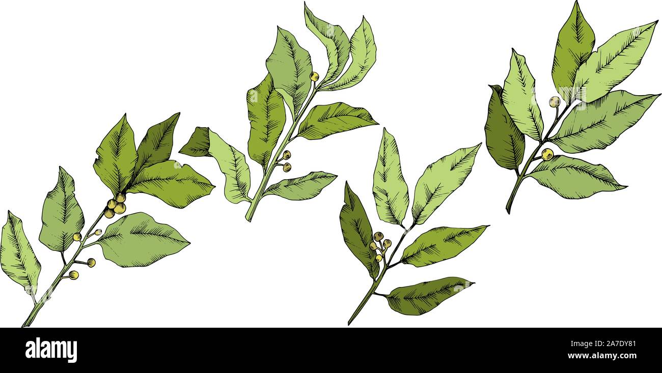 Vector green laurus leaf. Leaf plant botanical garden floral foliage ...