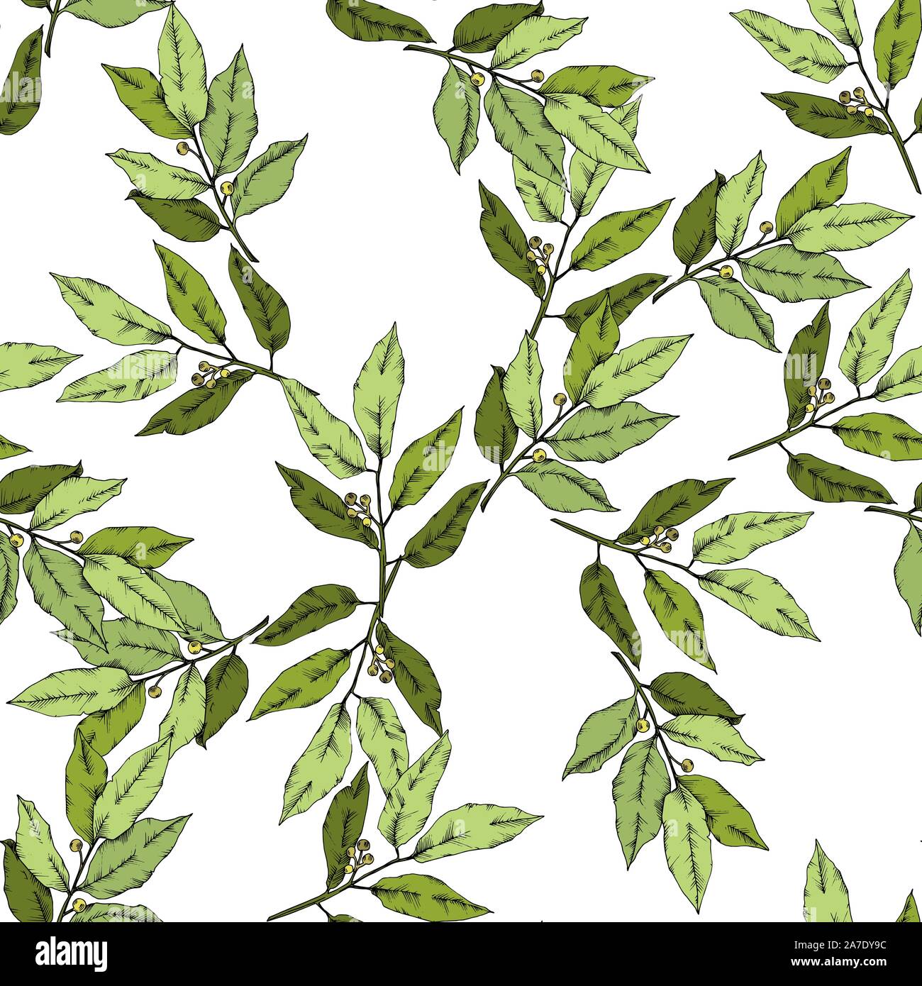 Vector green laurus leaf. Leaf plant botanical garden floral foliage ...