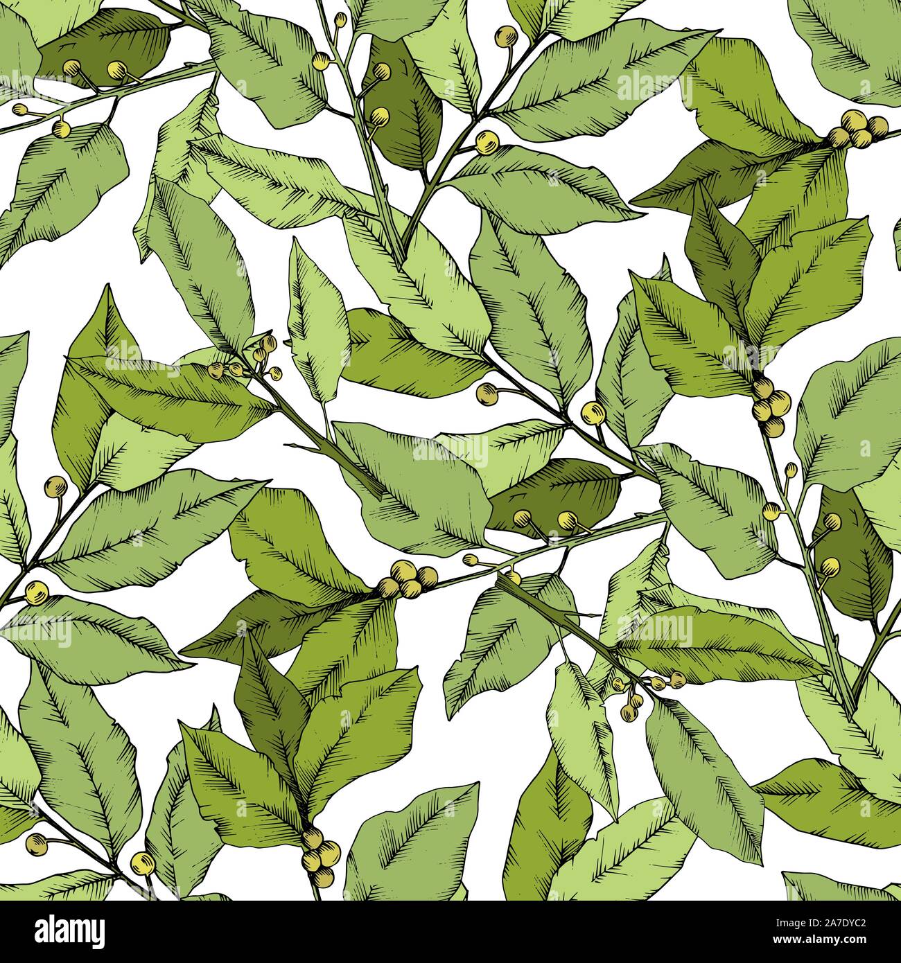 Vector green laurus leaf. Leaf plant botanical garden floral foliage ...