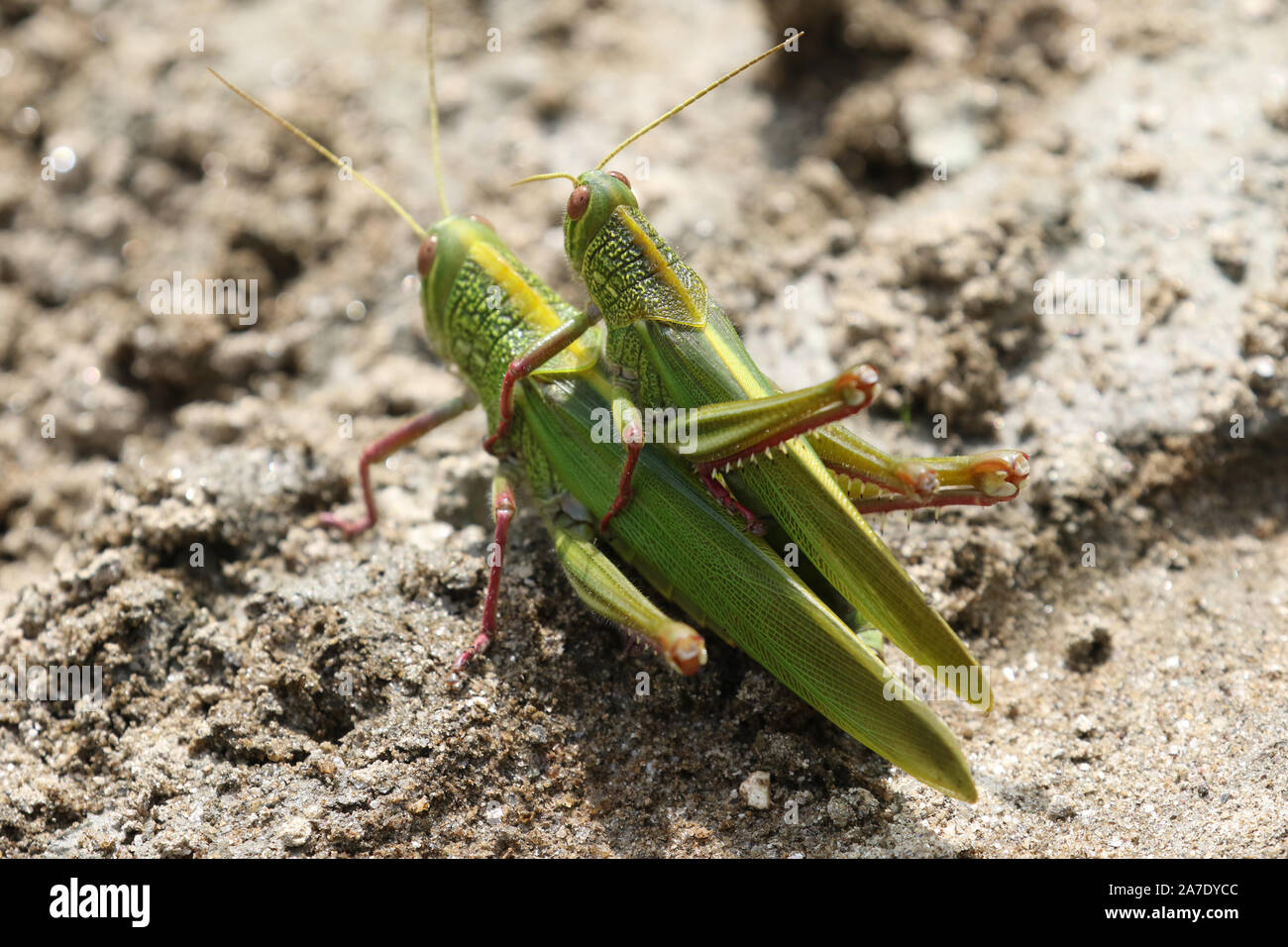 Two Grasshoppers (Acridomorpha) mating, Madi river valley, Nepal Stock ...