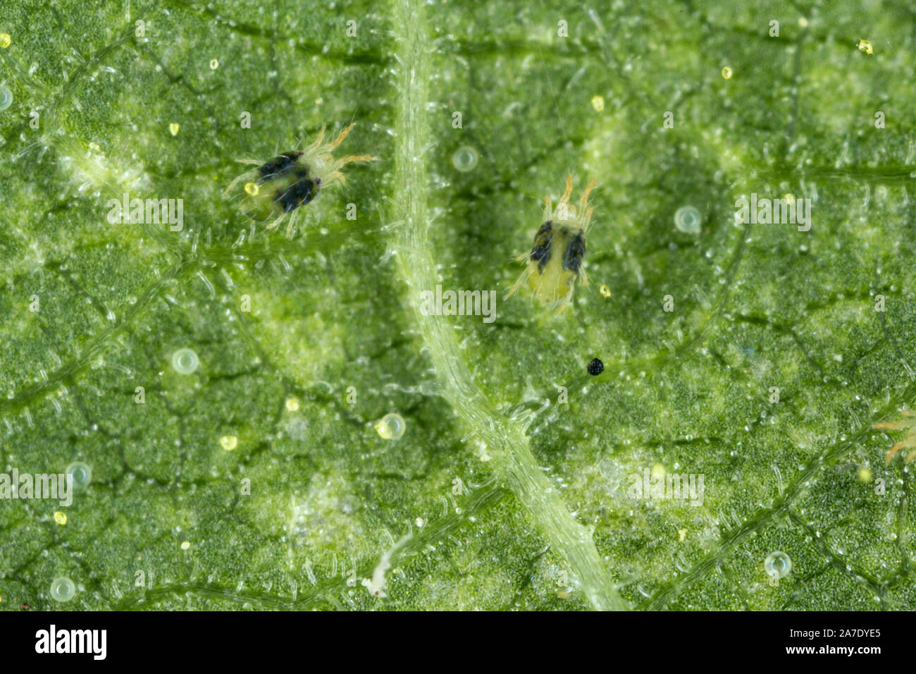 Tetranychus urticae Tetranychidae (red spider mite or two-spotted ...