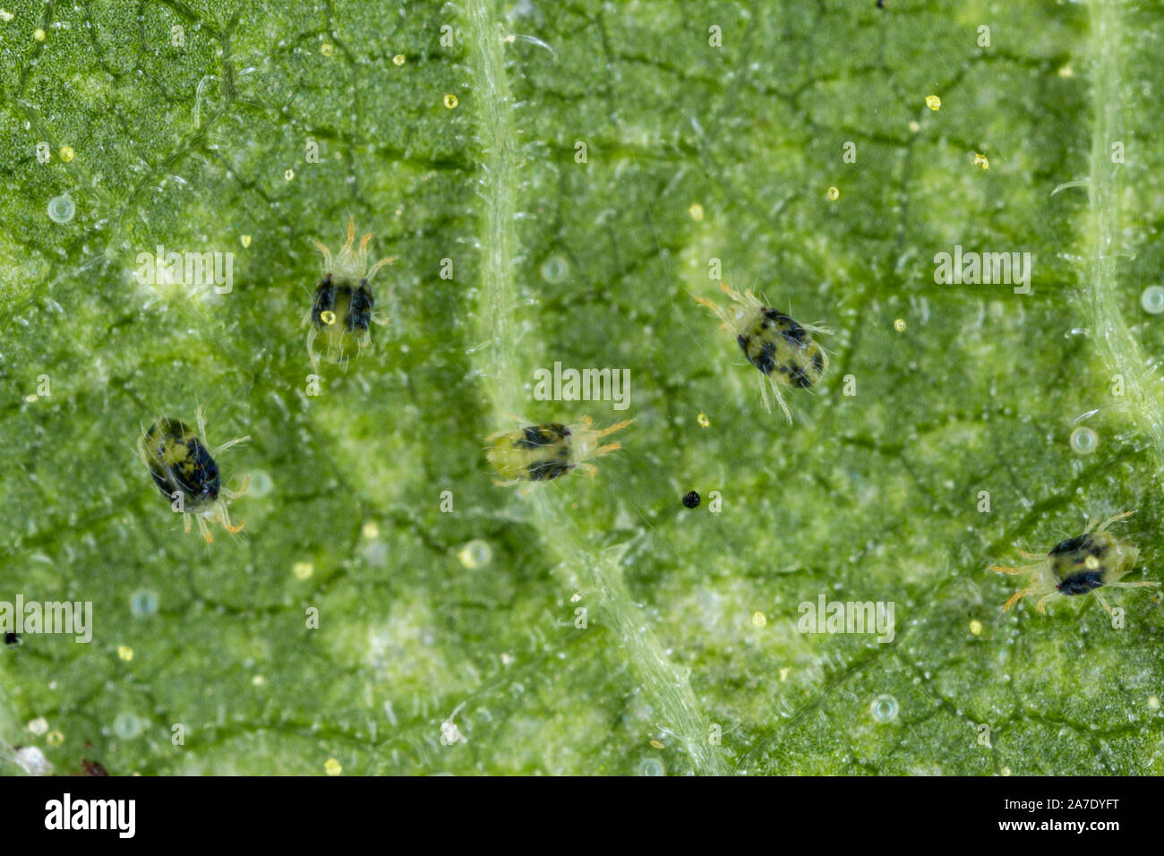 Tetranychus urticae Tetranychidae (red spider mite or two-spotted ...