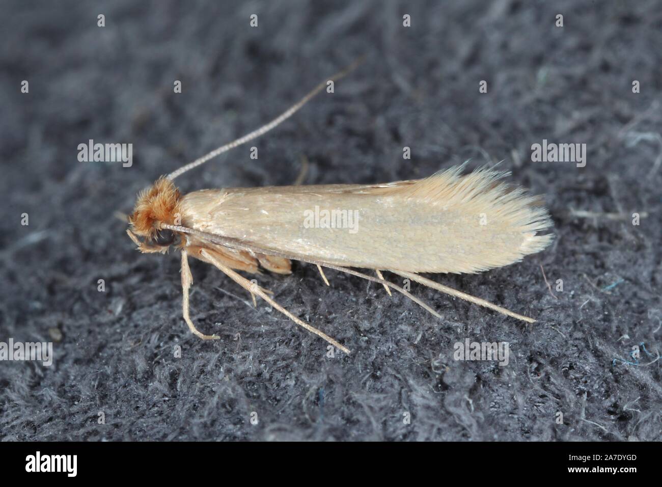 Tineola bisselliella known as the common clothes moth, webbing clothes ...