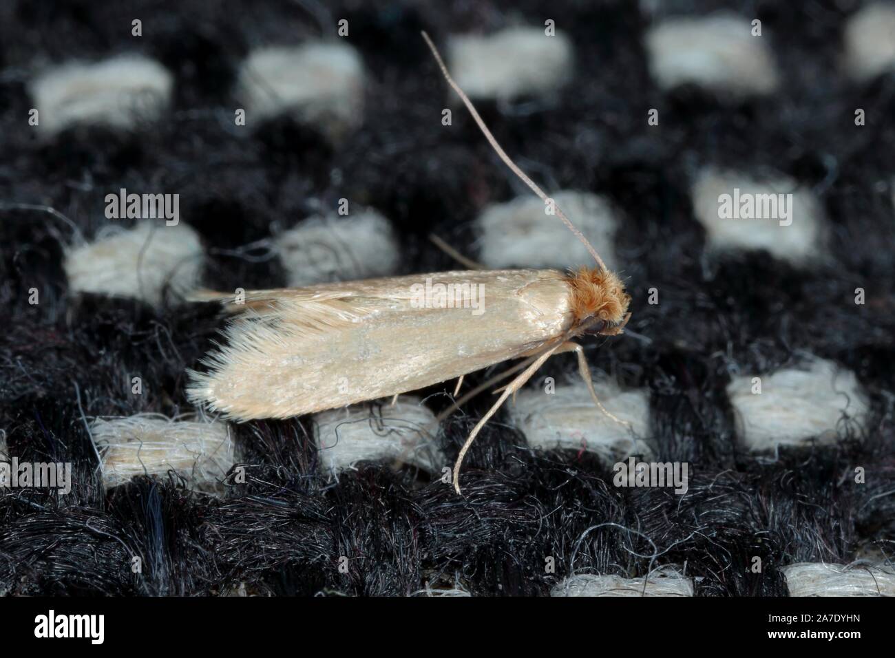 Common House Moth High Resolution Stock Photography and Images - Alamy