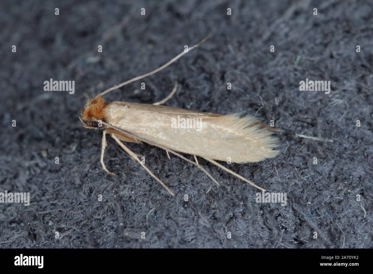 Tineola bisselliella known as the common clothes moth, webbing clothes ...