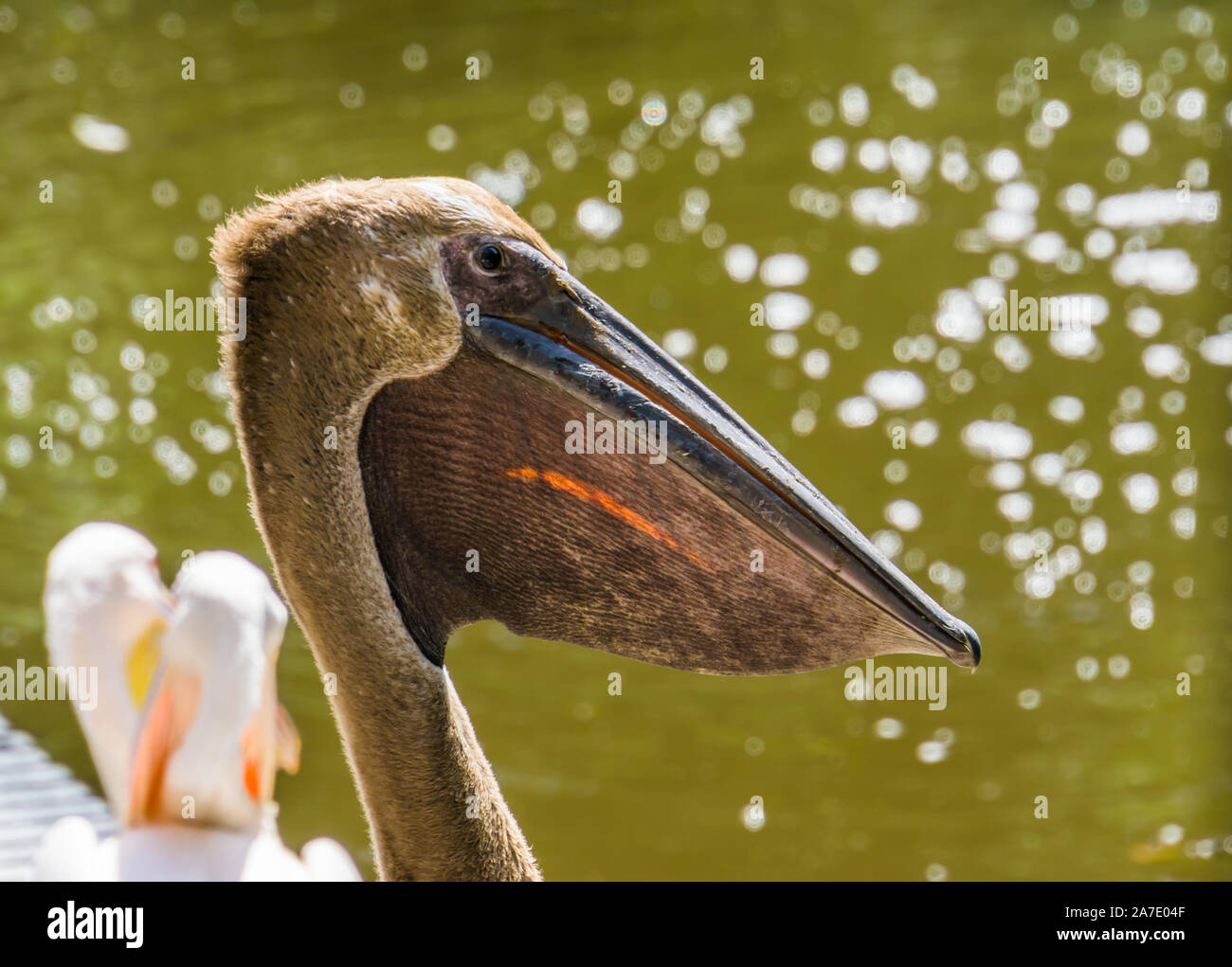 the face of a dark colored great white pelican in closeup, bird color ...