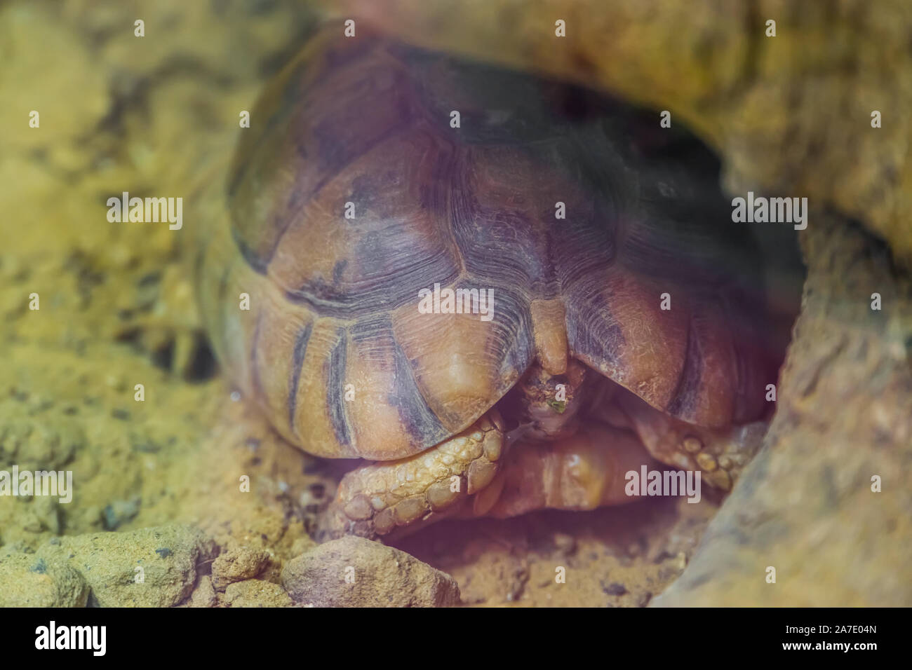 closeup of a egyptian tortoise hiding in its shell, critically ...