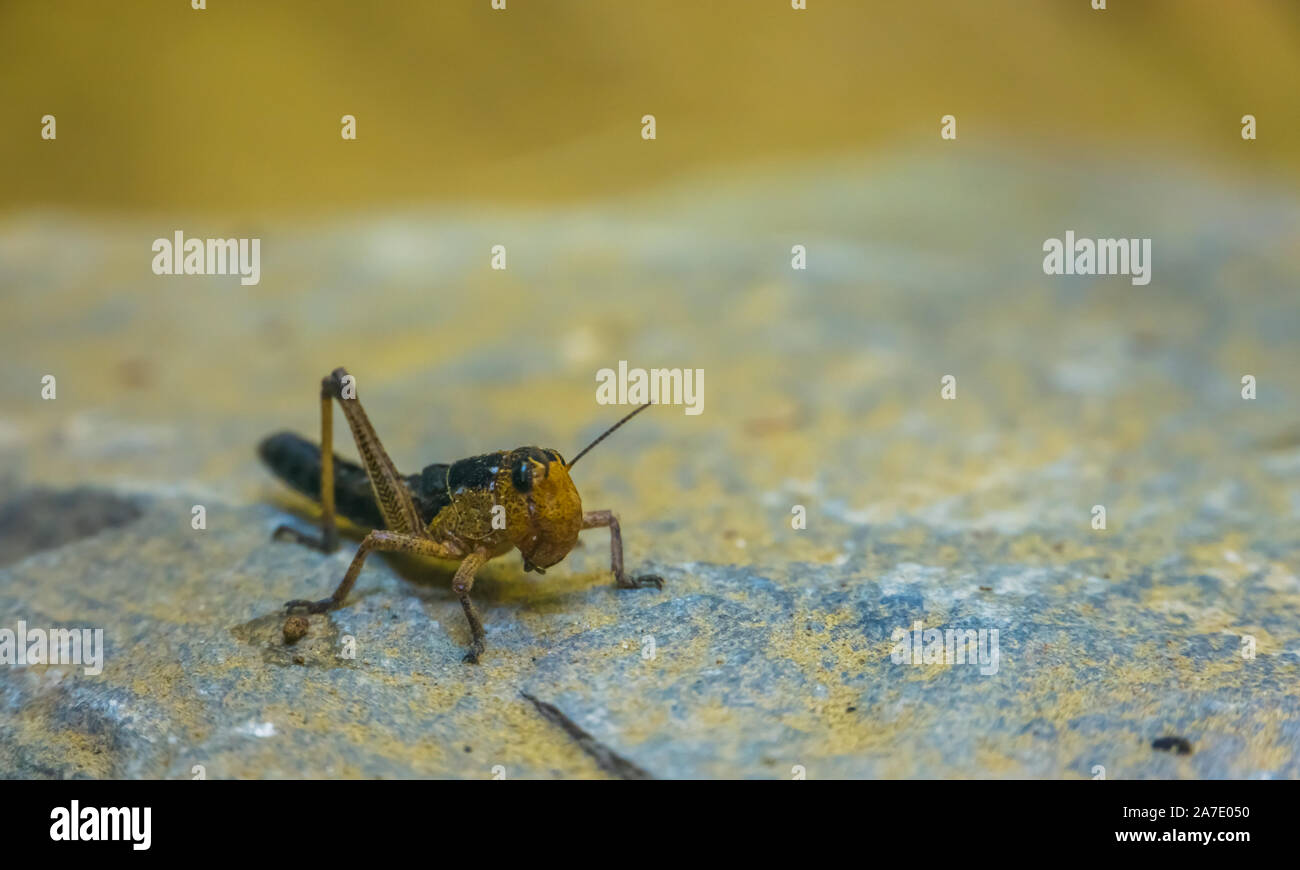 macro closeup portrait of a locust, popular insect from Eurasia ...